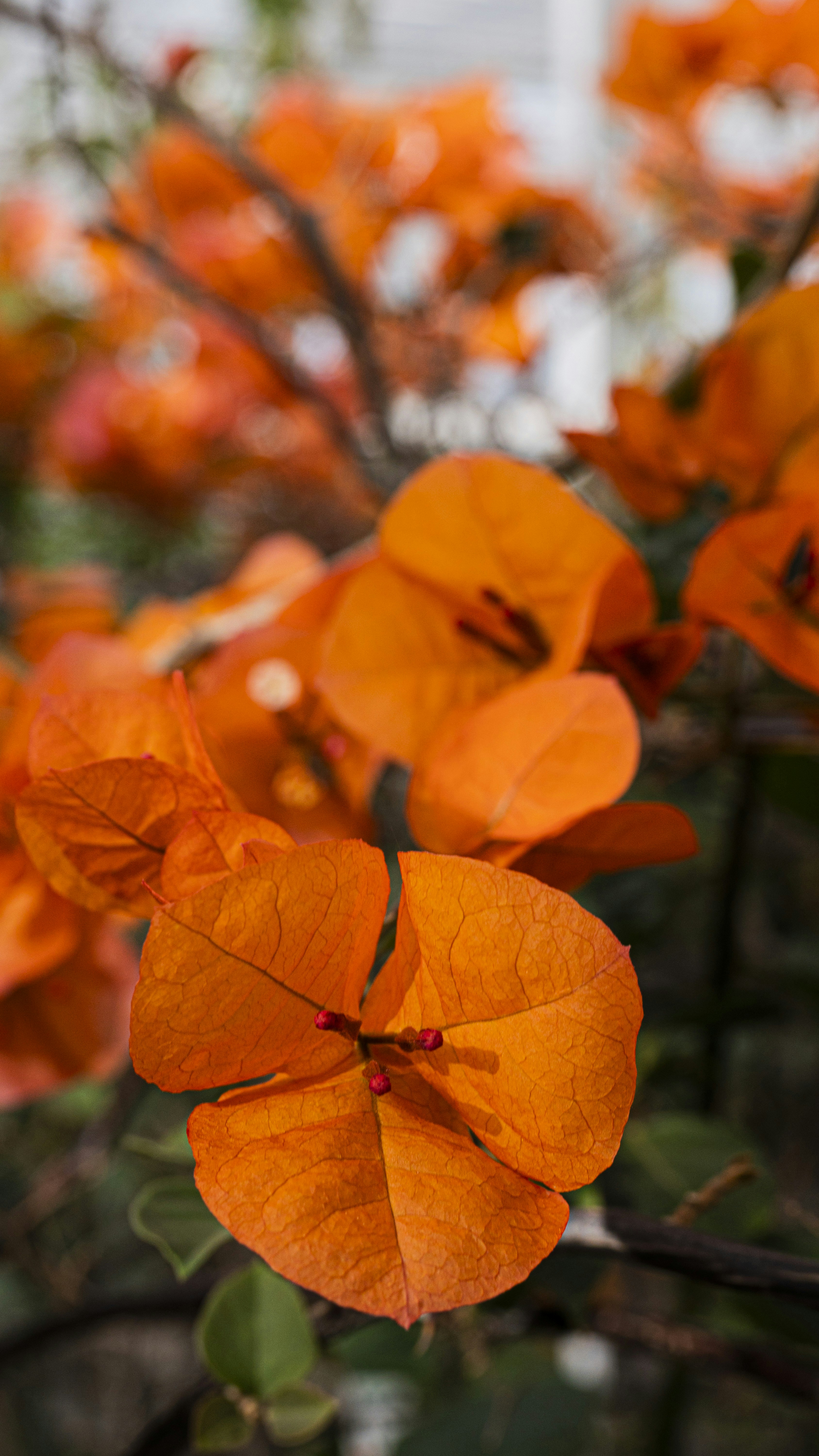 Sunlit Bougainvillea Close-Up: Orange Petals with Velvet Bokeh