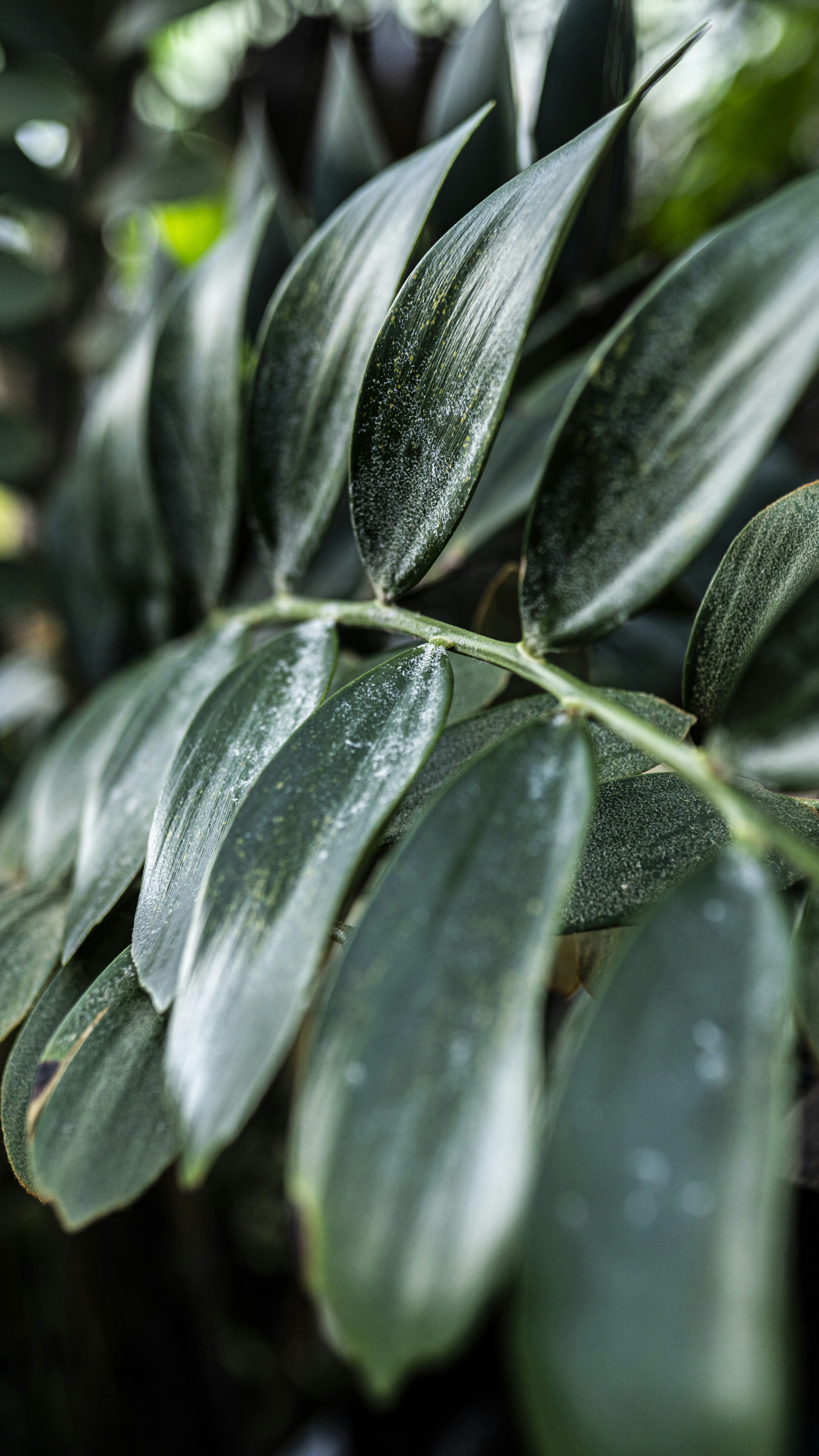 Dark, glossy leaves with a slightly waxy texture create a moody and rich botanical composition under soft shade.