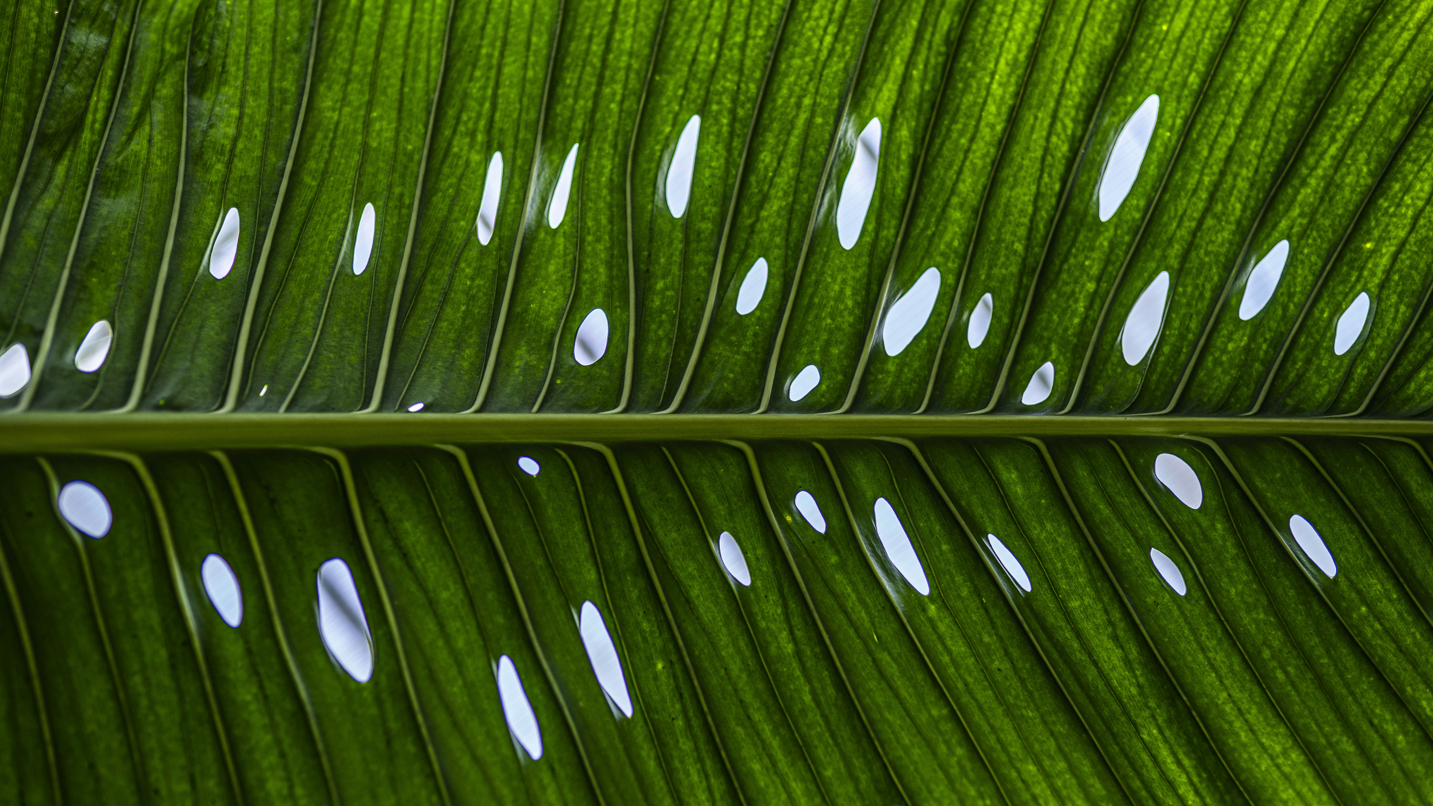 Emerald Vein Mosaic: a macro portrait of leaf texture and dew-like beads