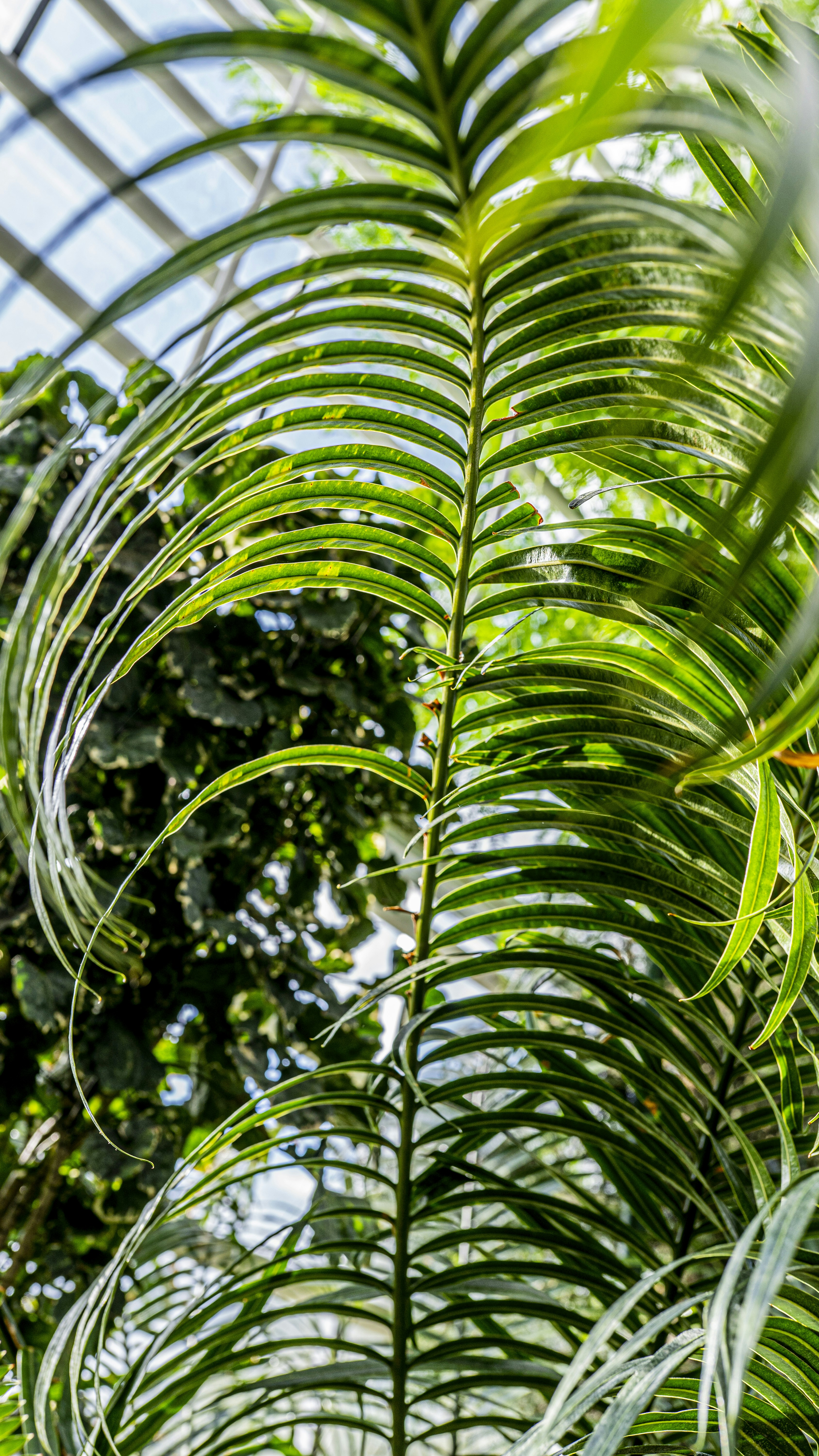 A tall palm frond arcs gracefully in front of a greenhouse ceiling, catching natural light and casting elegant tropical shadows.