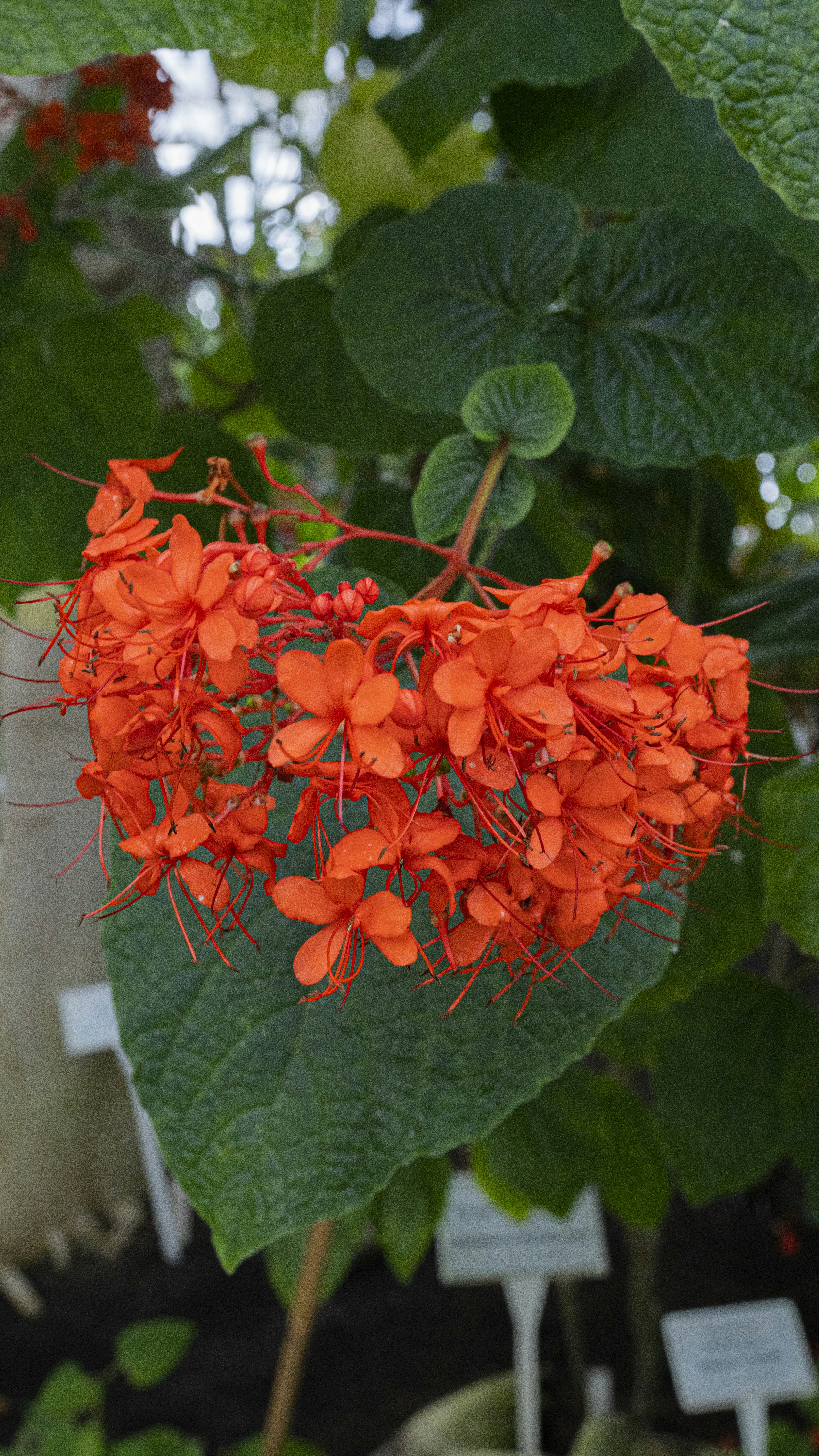 Fiery Coral Cluster Among Velvet Green Leaves