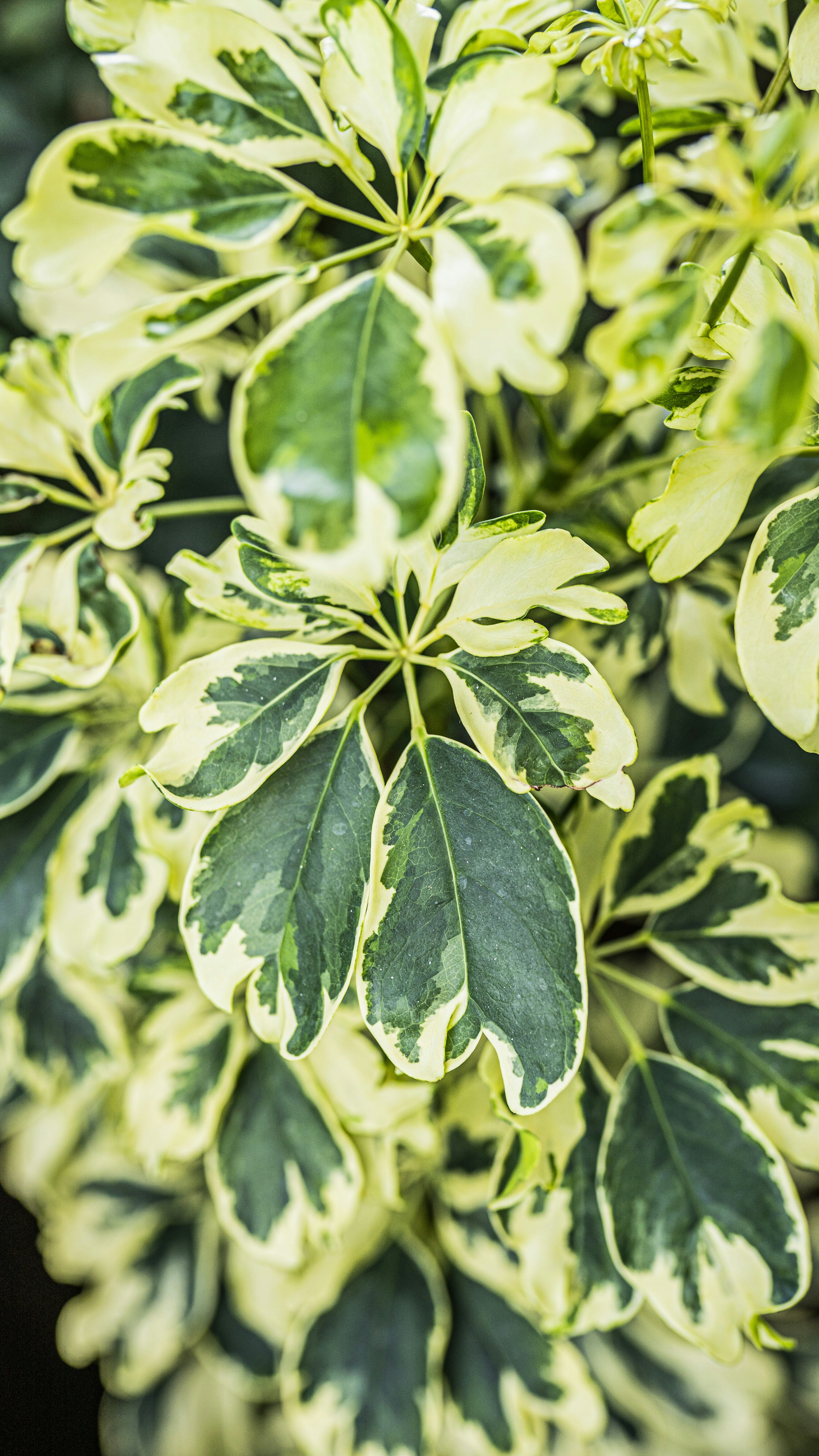 Cream-Edged Variegation: a close-up study of leafy contrast in green and gold