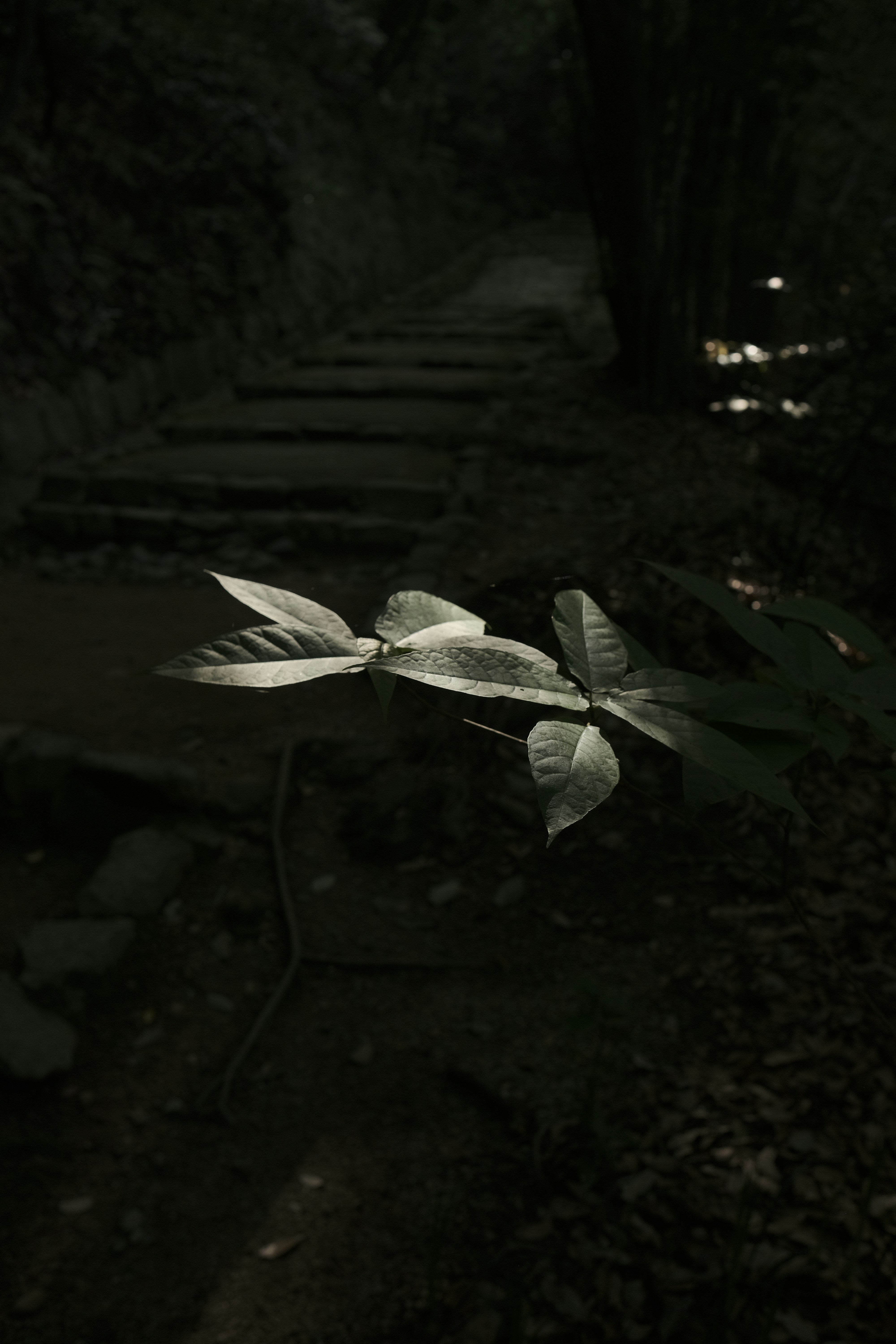 Whispers of Light on Leafy Pathways