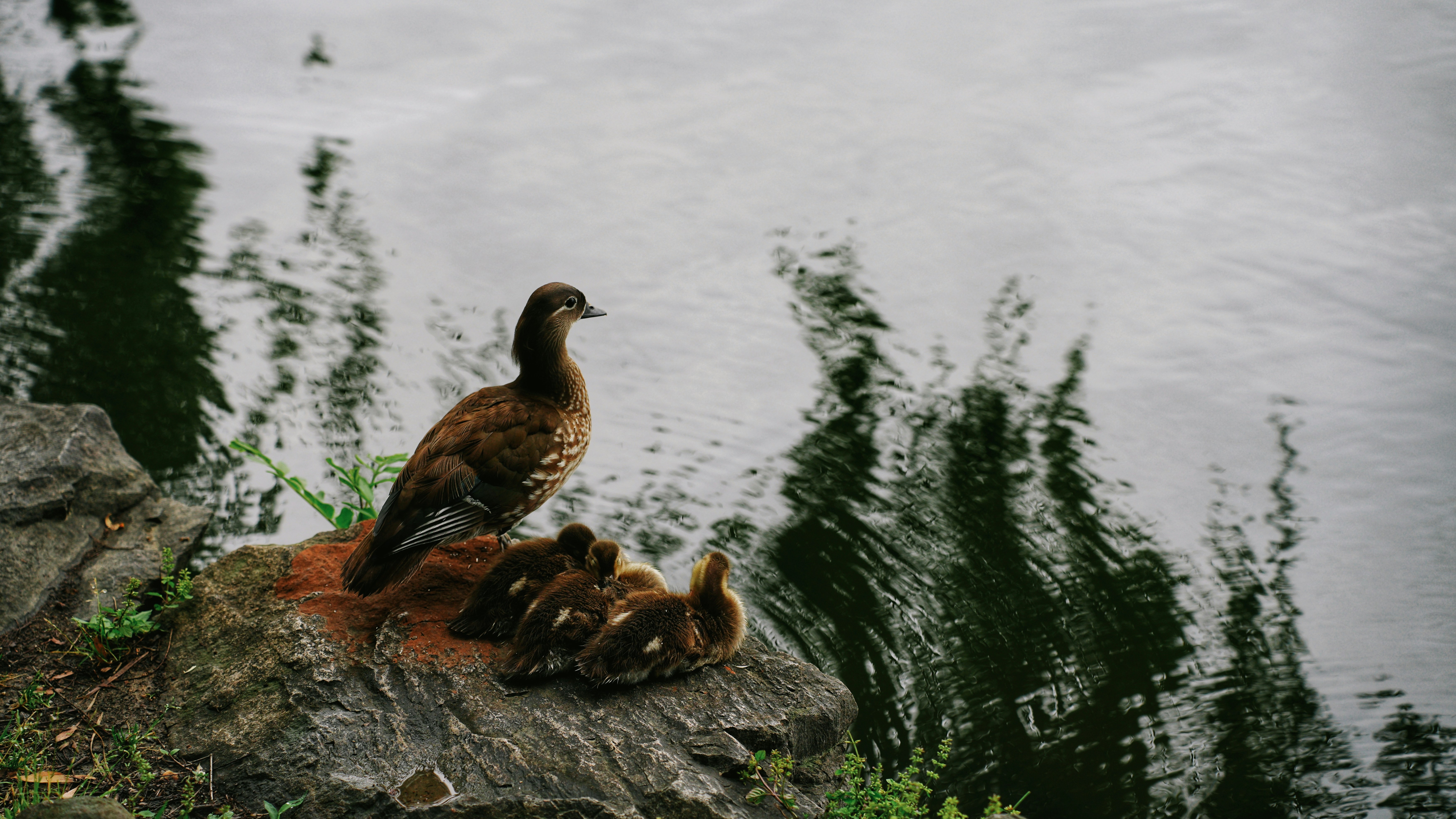 Rockside Pause: A Mother Duck and Her Ducklings Rest on a Rugged Rock by Quiet Water