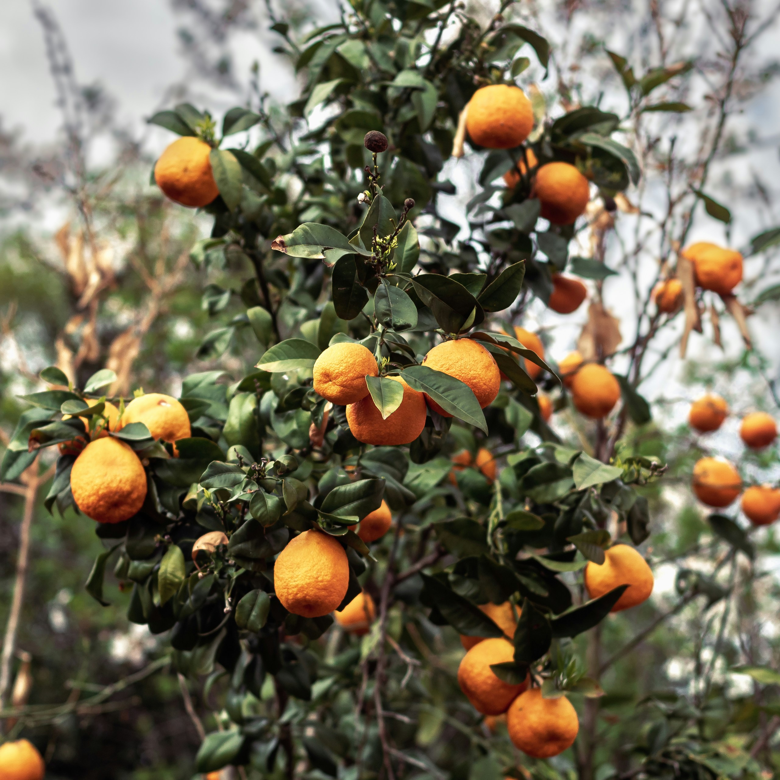 Dappled Citrus: Oranges Clinging to a Leafy Branch