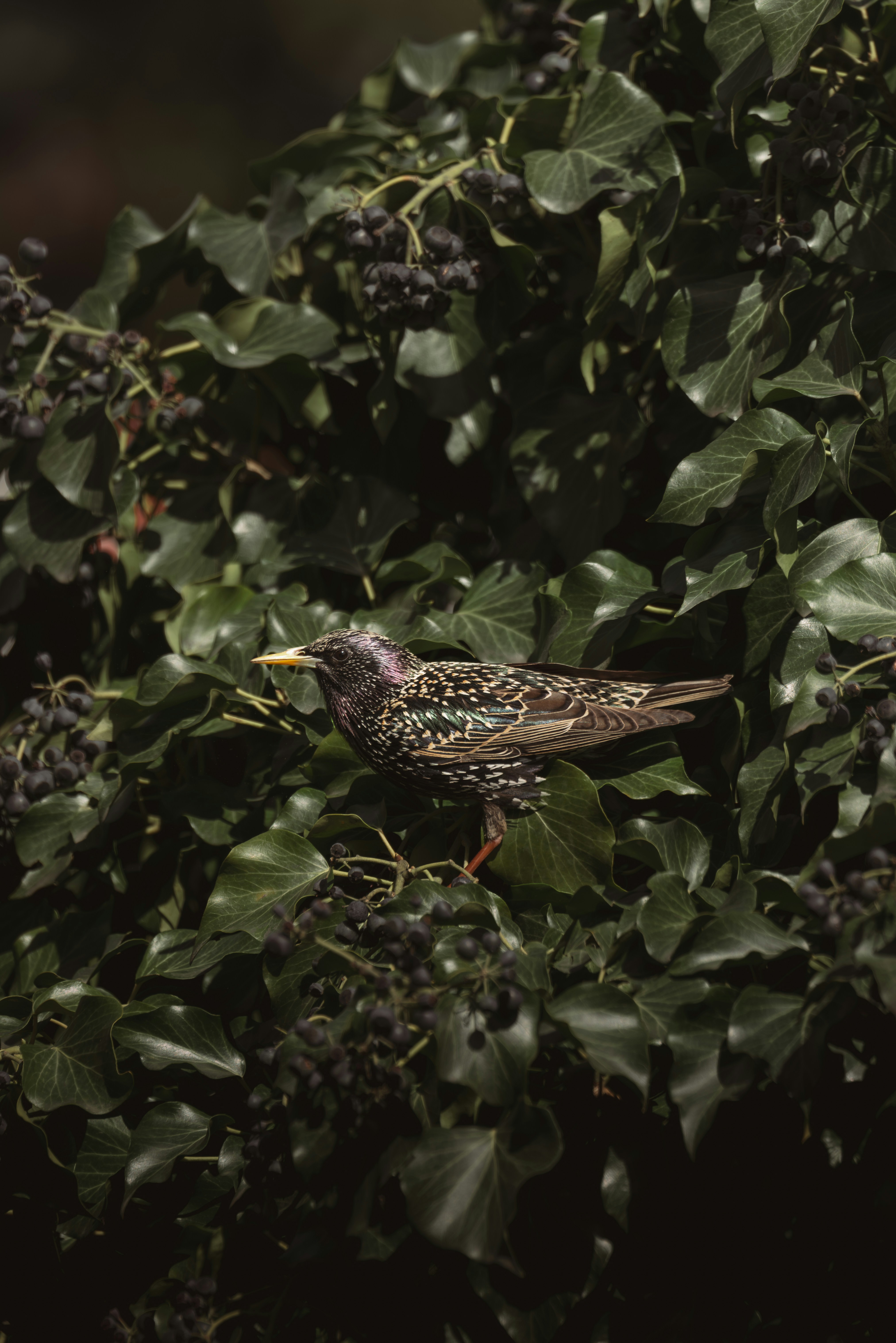 Speckled Starling on a Velvet Ivy Perch in Dappled Light