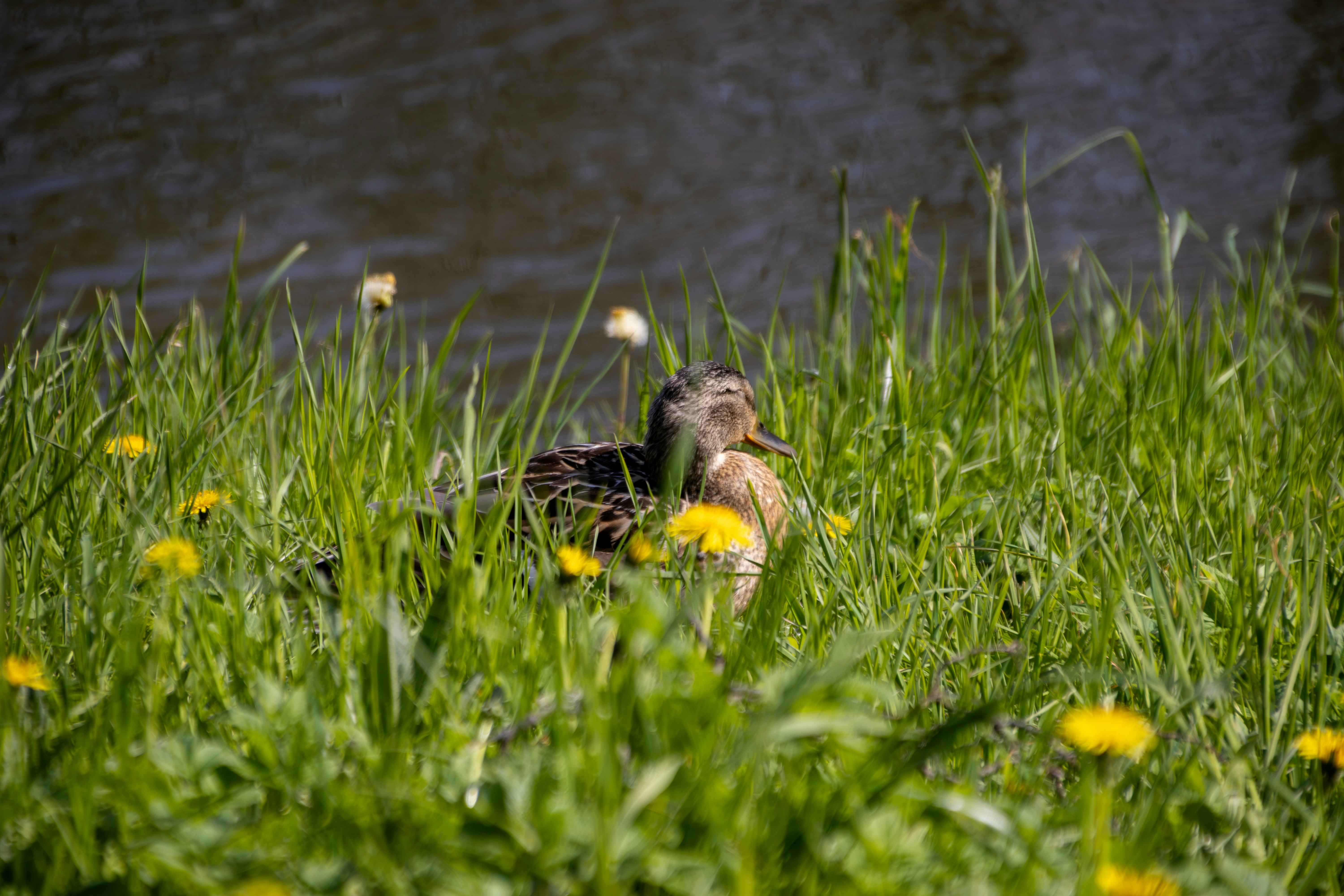 Mallard at the Pond's Edge: Quiet Moment in a Grass and Dandelion Field