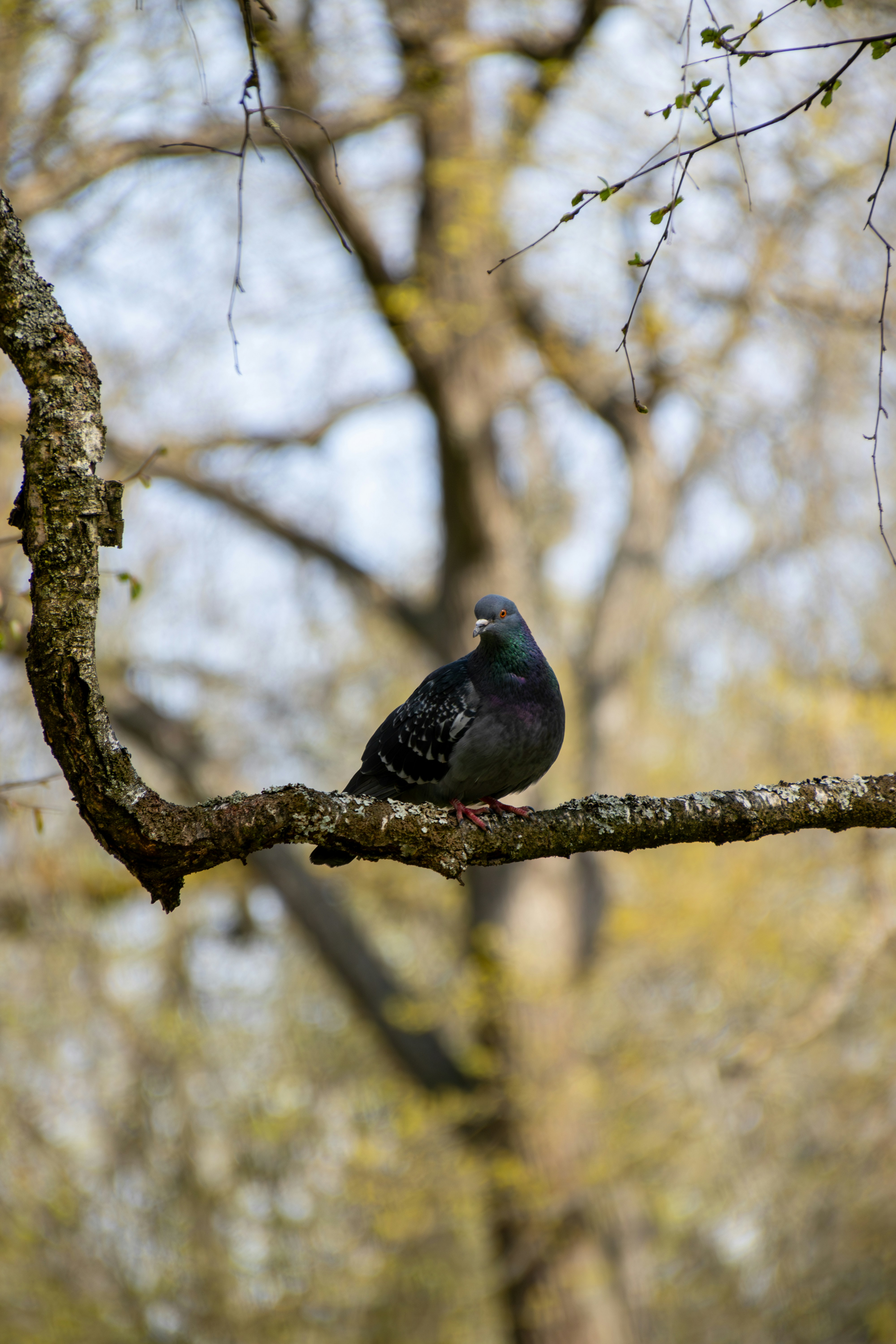 Emerald-Necked Rock Pigeon Perched on a Weathered Branch in Soft Park Light