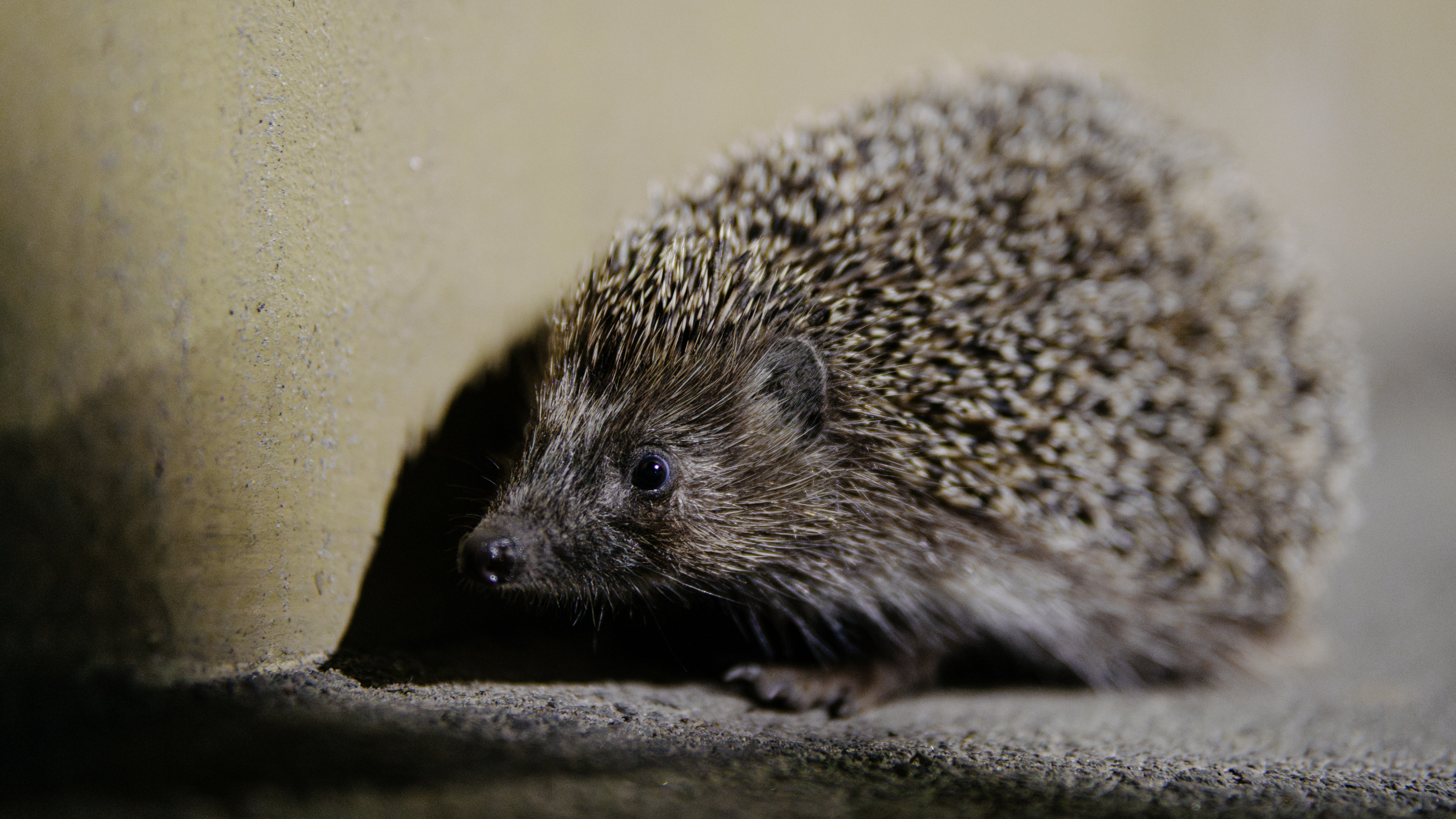 A hedgehog cautiously exploring its surroundings near a wall, illuminated by soft light.