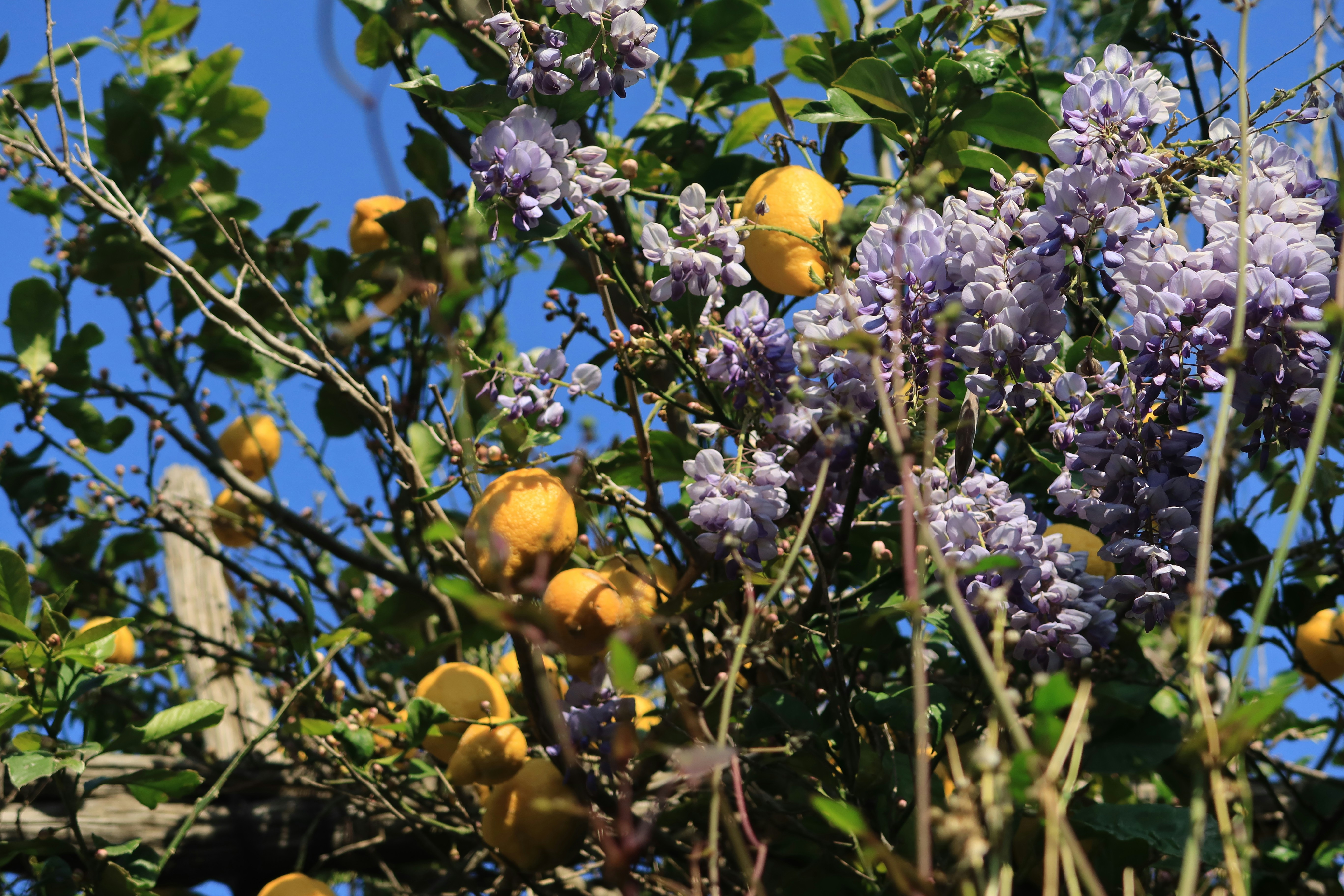 Sunlit Jacaranda Clusters Over Citrus Orbs Under a Clear Sky