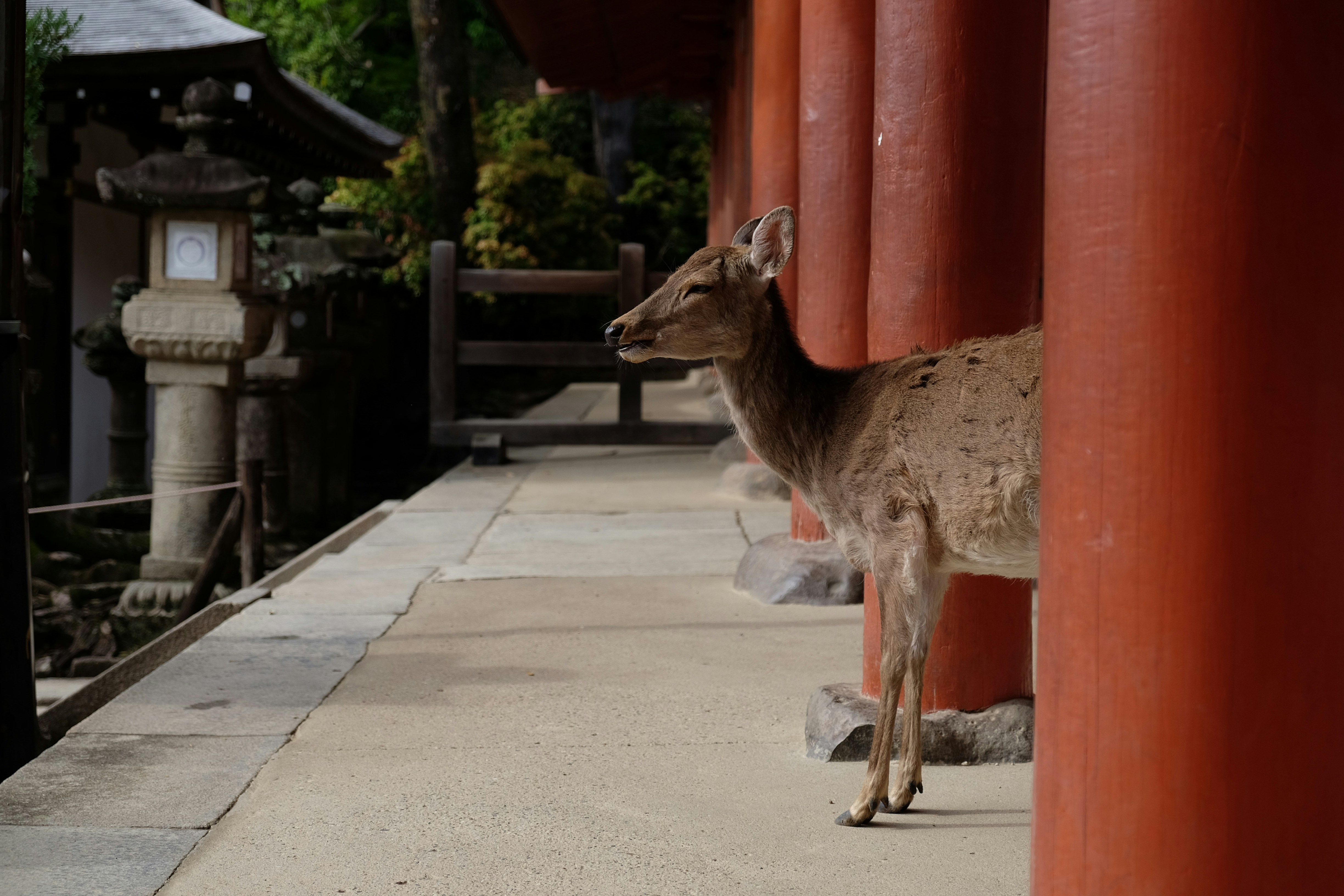 Mystical and thoughtful deer.