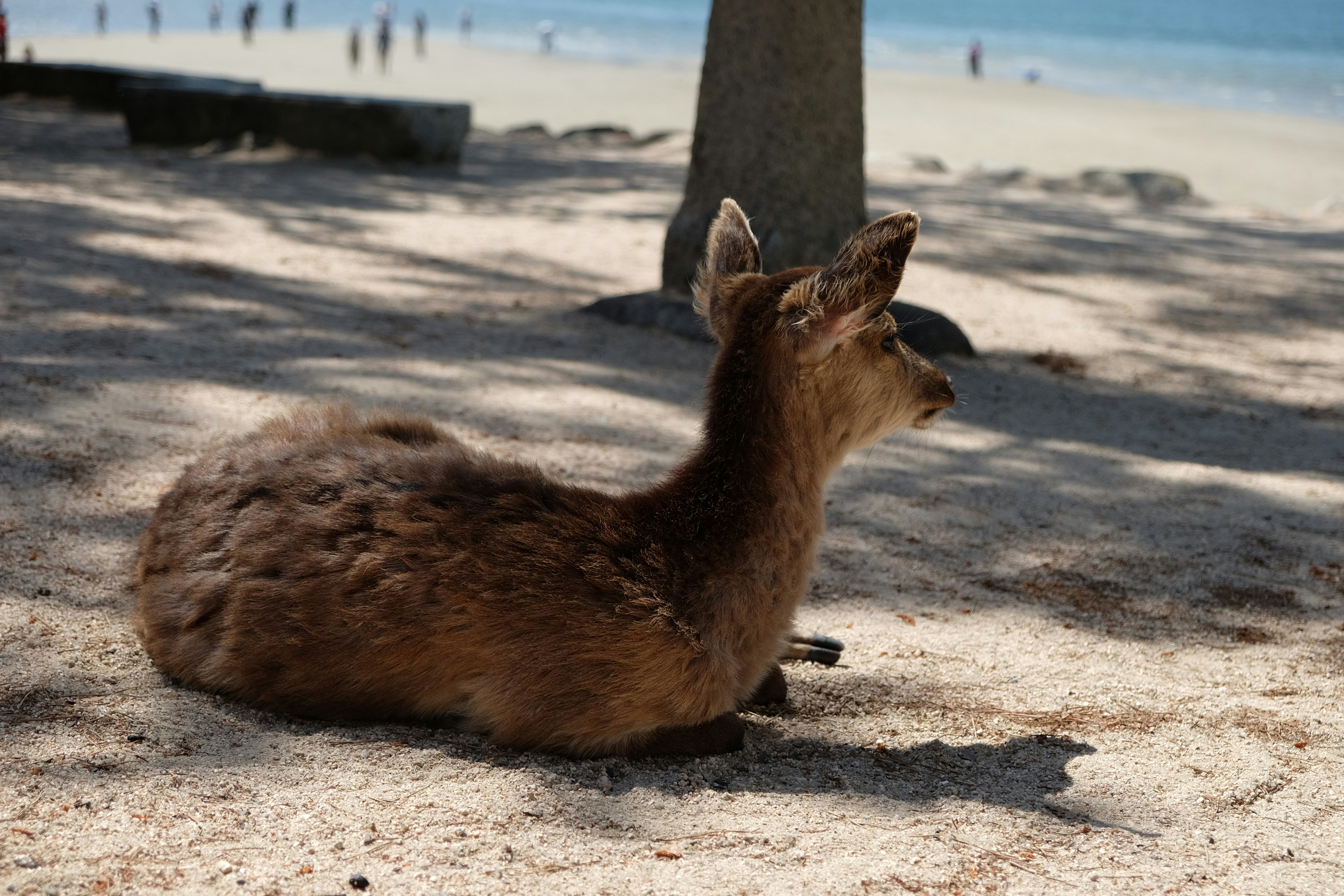 Coastal Visitor at Rest: A Deer Dozes on Sunlit Beach