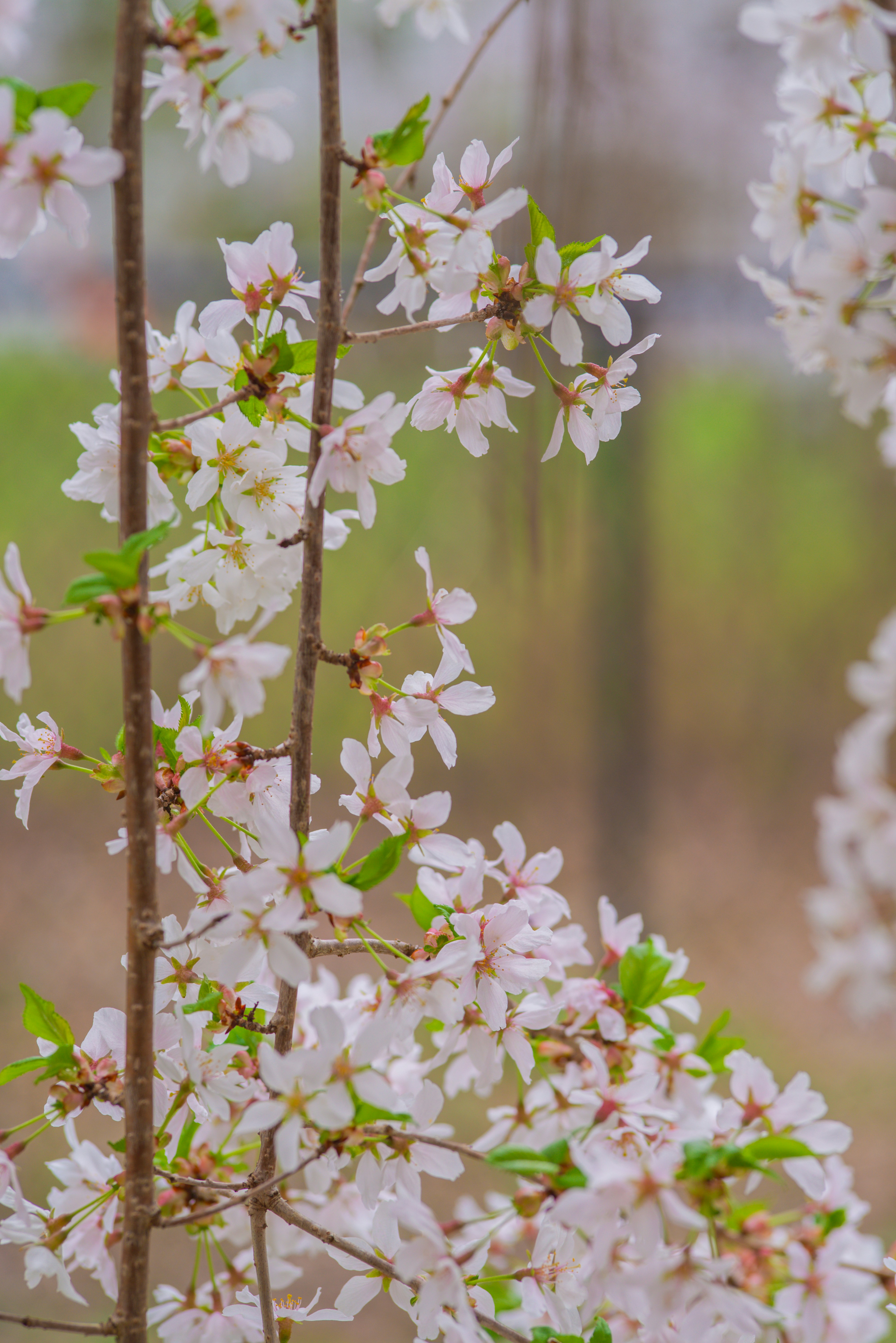 Cherry Blossom Whispers on a Thin Branch