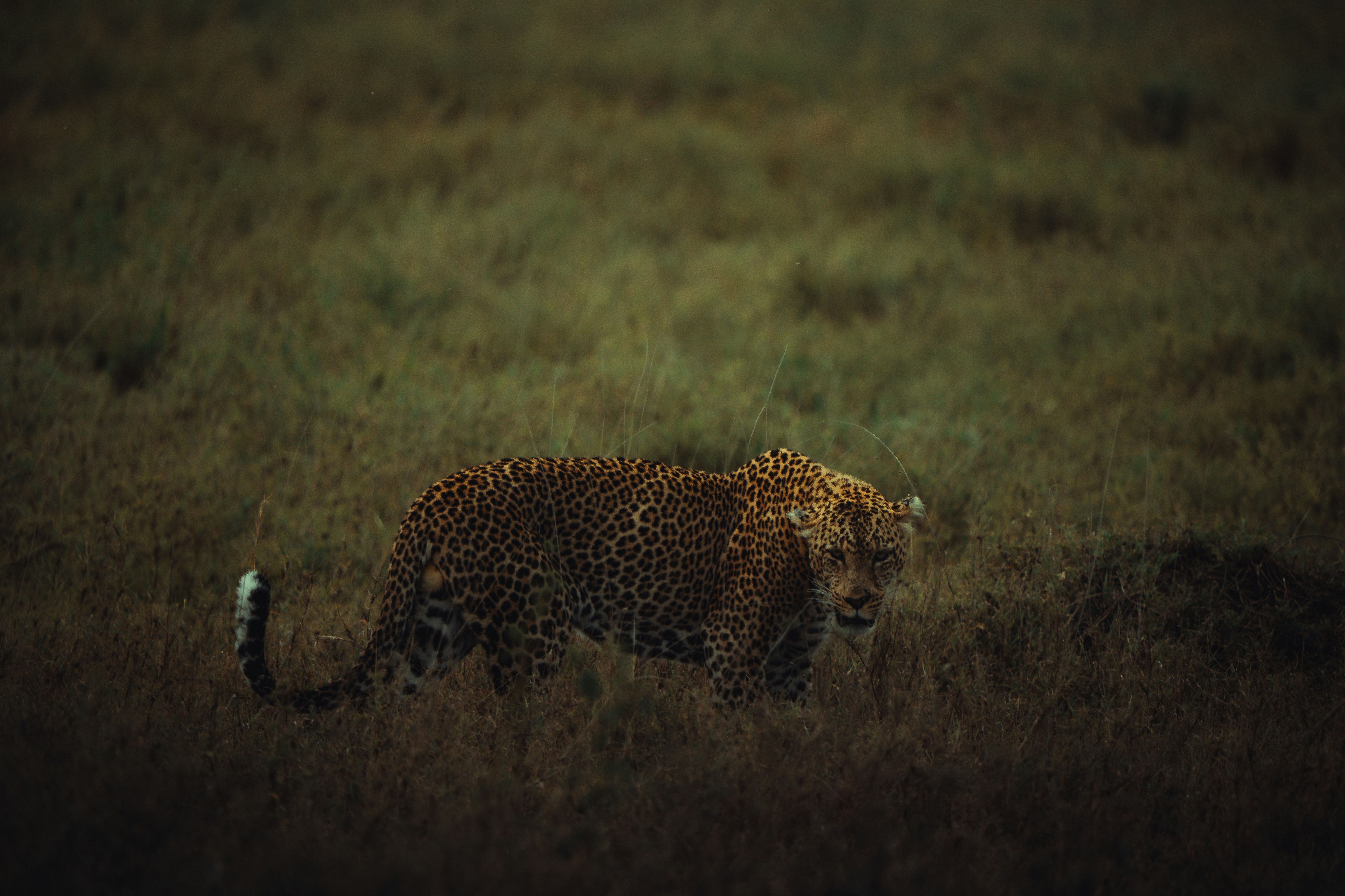 A leopard stalks through tall, grassy terrain. photo – Free Animal ...
