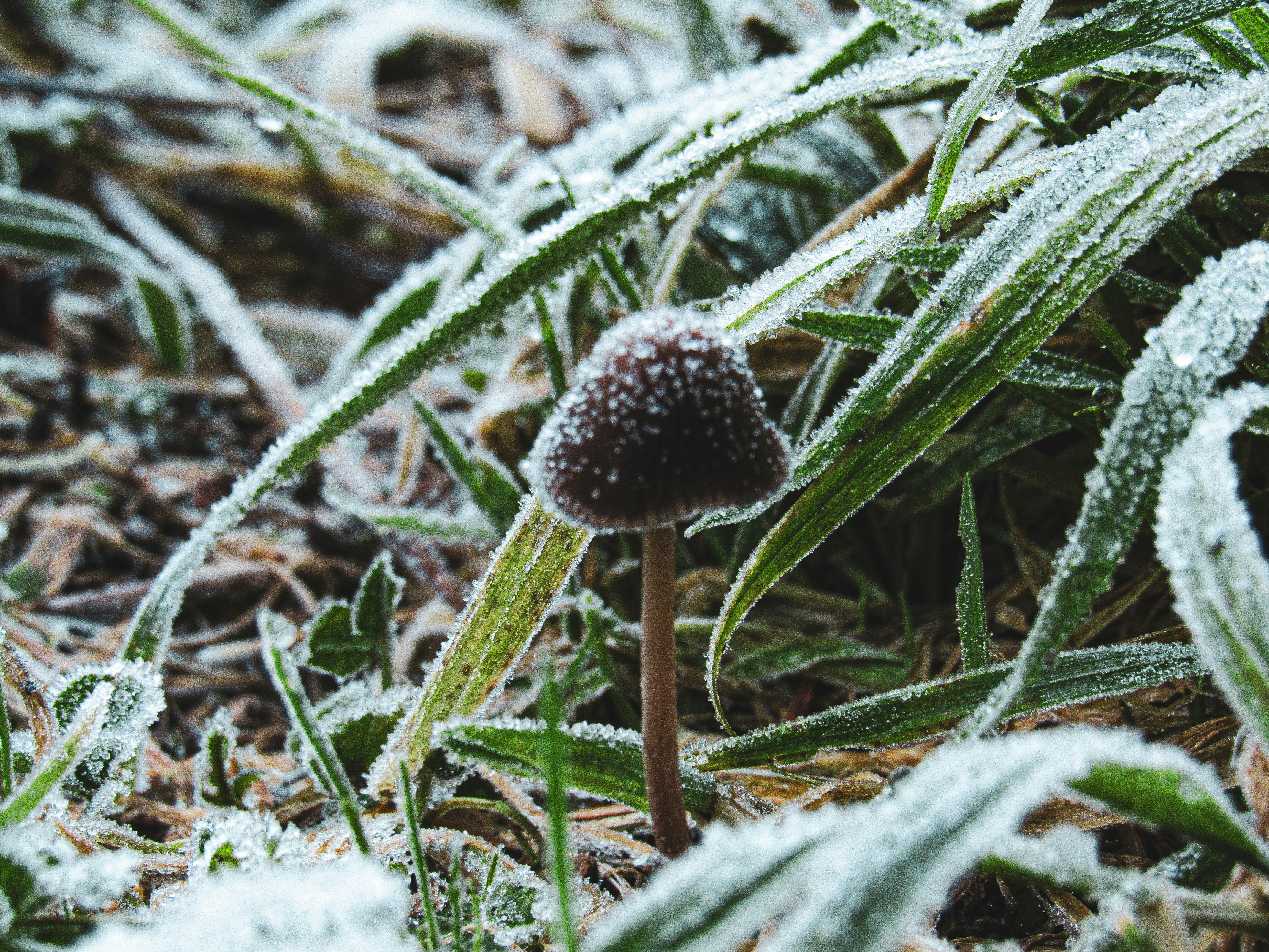 Frost-Kissed Fungi: A Winter's Whisper