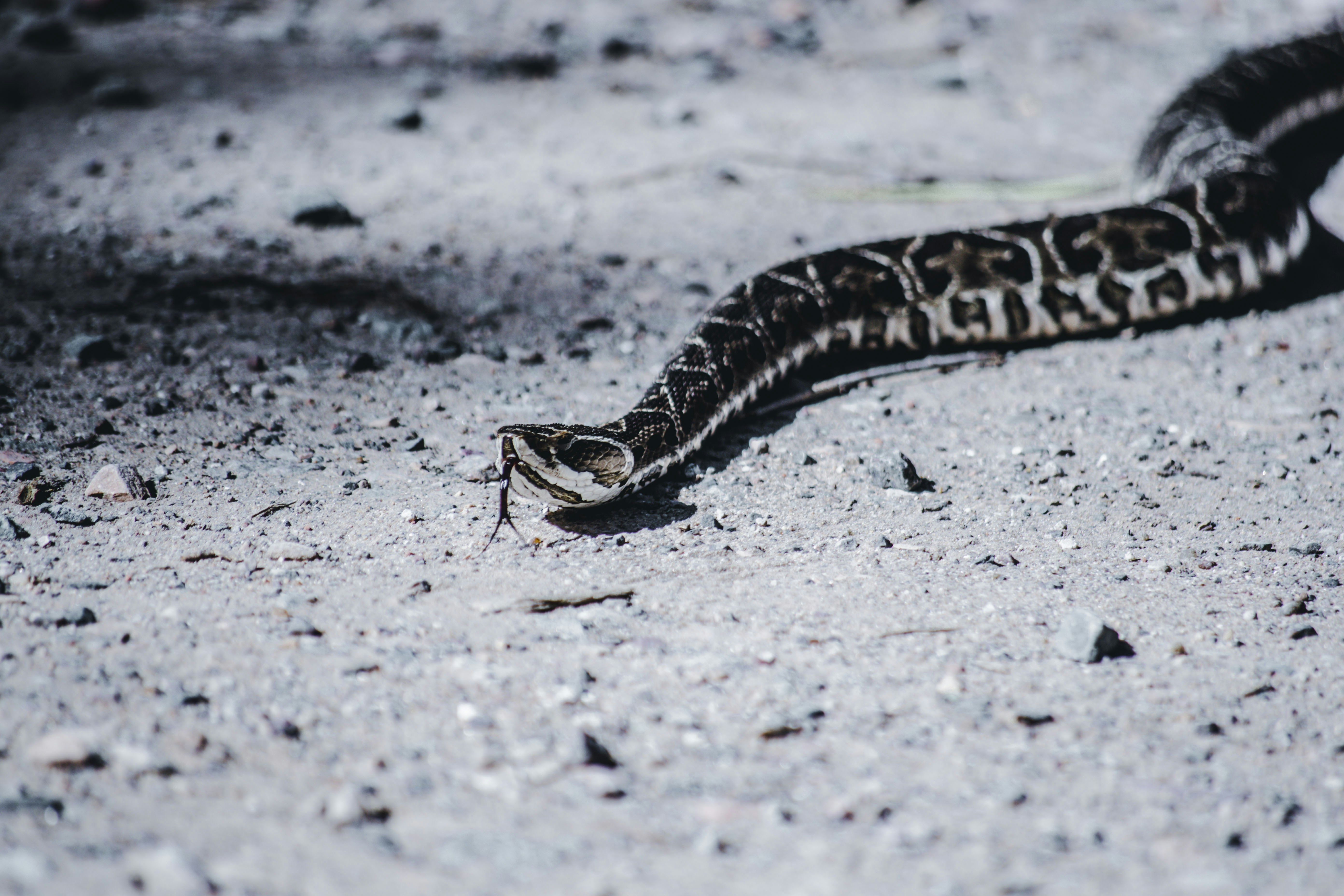 Dust and Scales: Patterned Serpent Pauses on Parched Ground