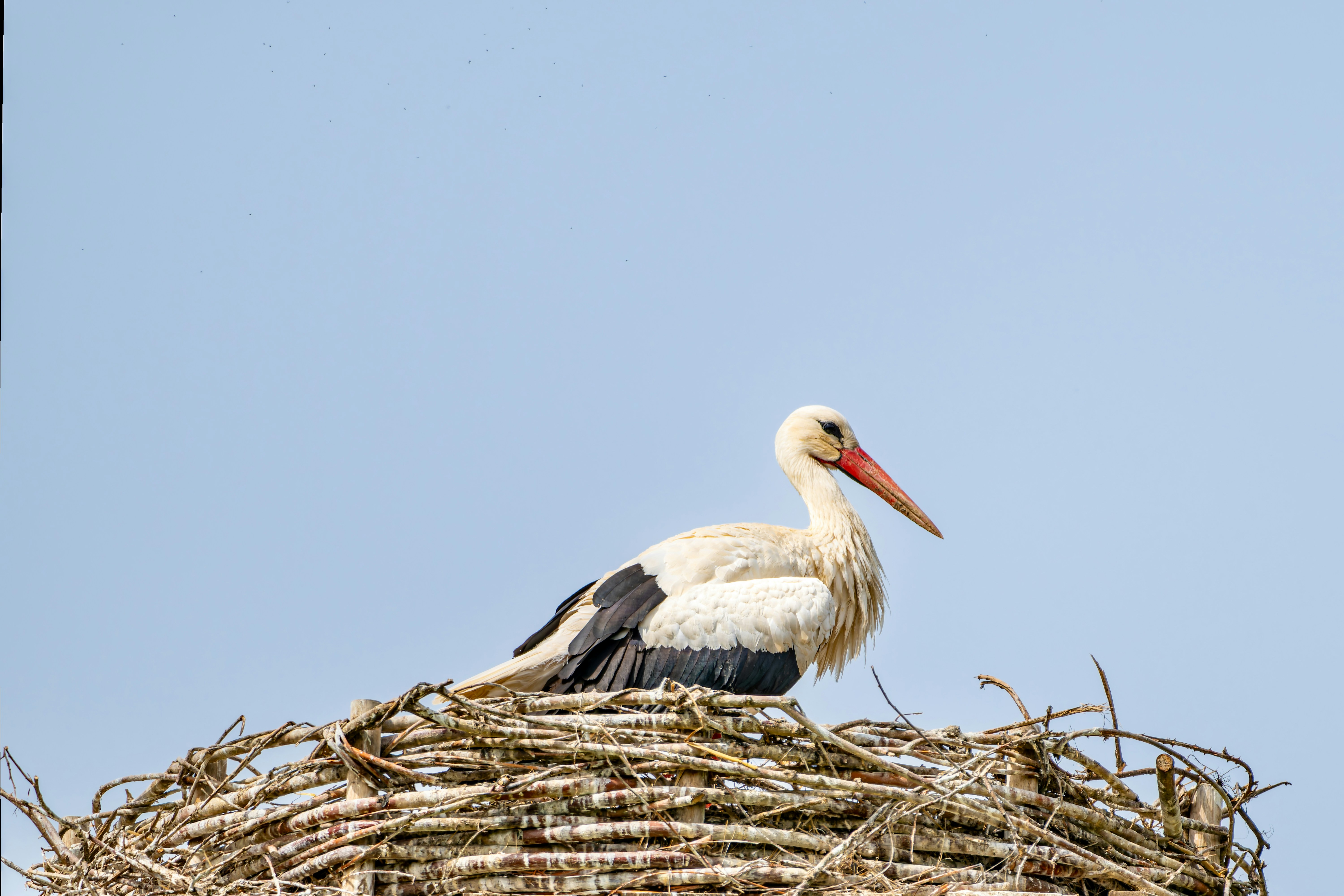 Photo by Siegfried Poepperl with Nikon Z8