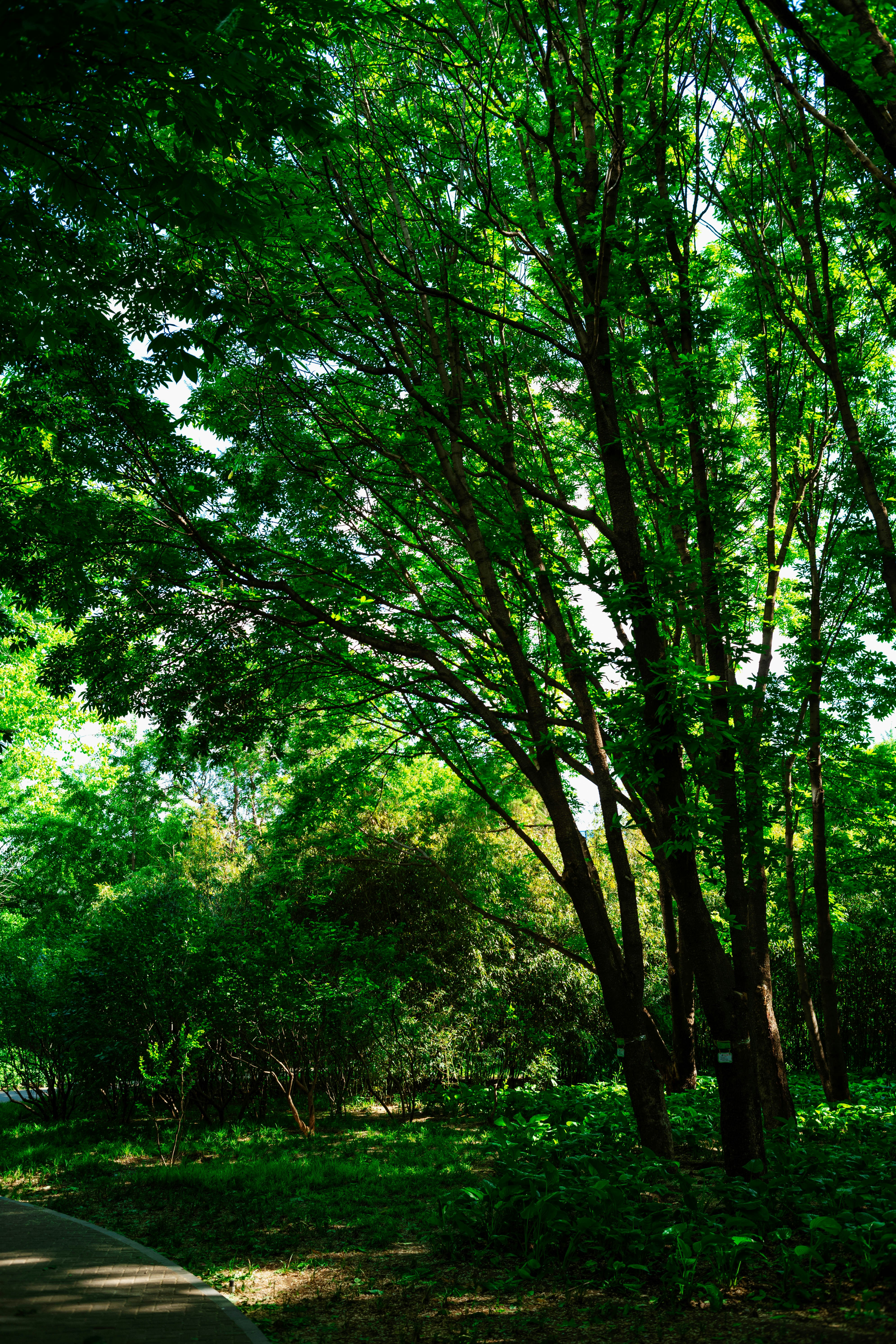 Lush green trees fill the tranquil forest scene. photo – Free Forest ...