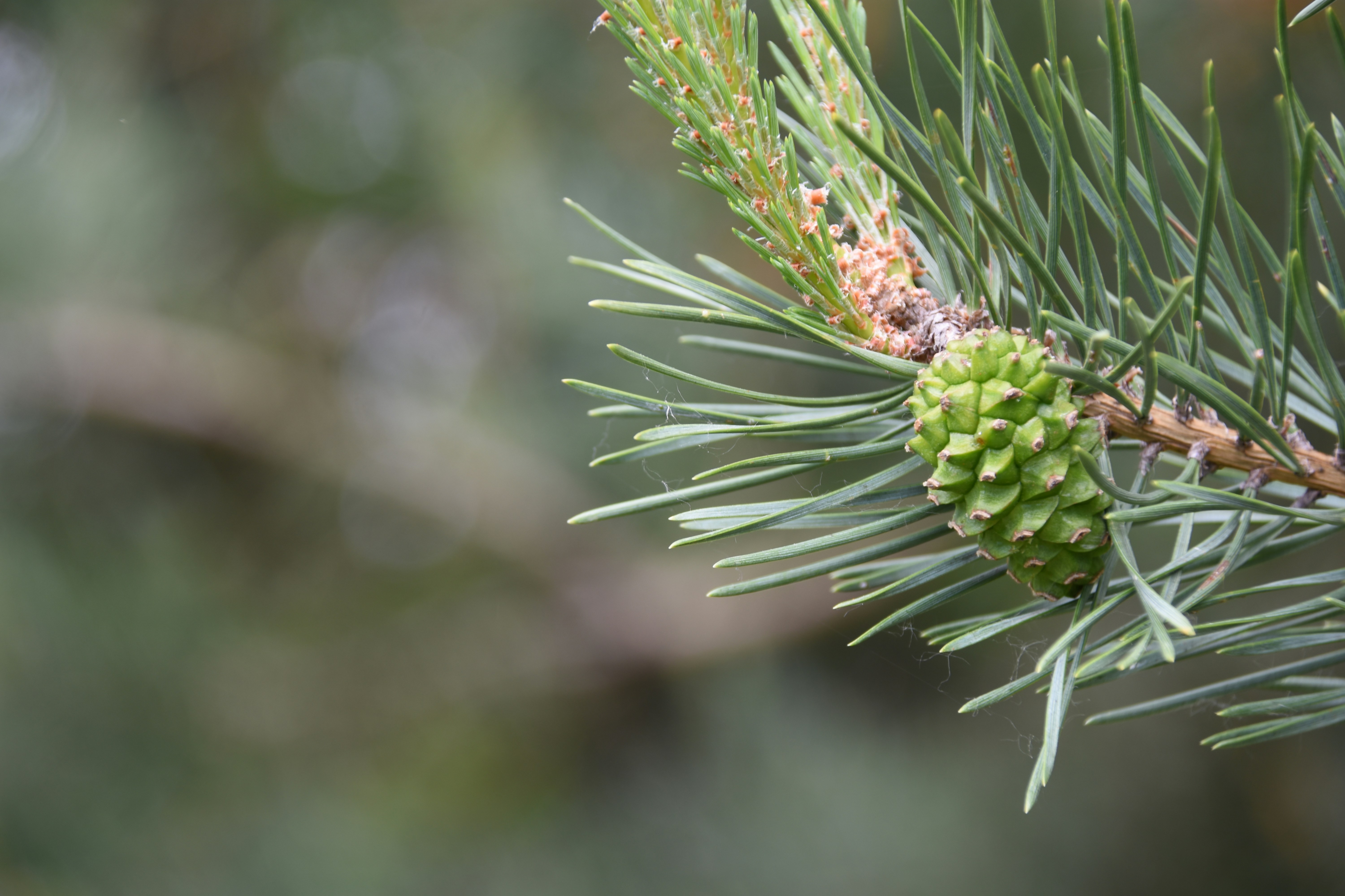Green pine cone nestled among the needles of a conifer branch, showcasing the intricate details of nature's design.