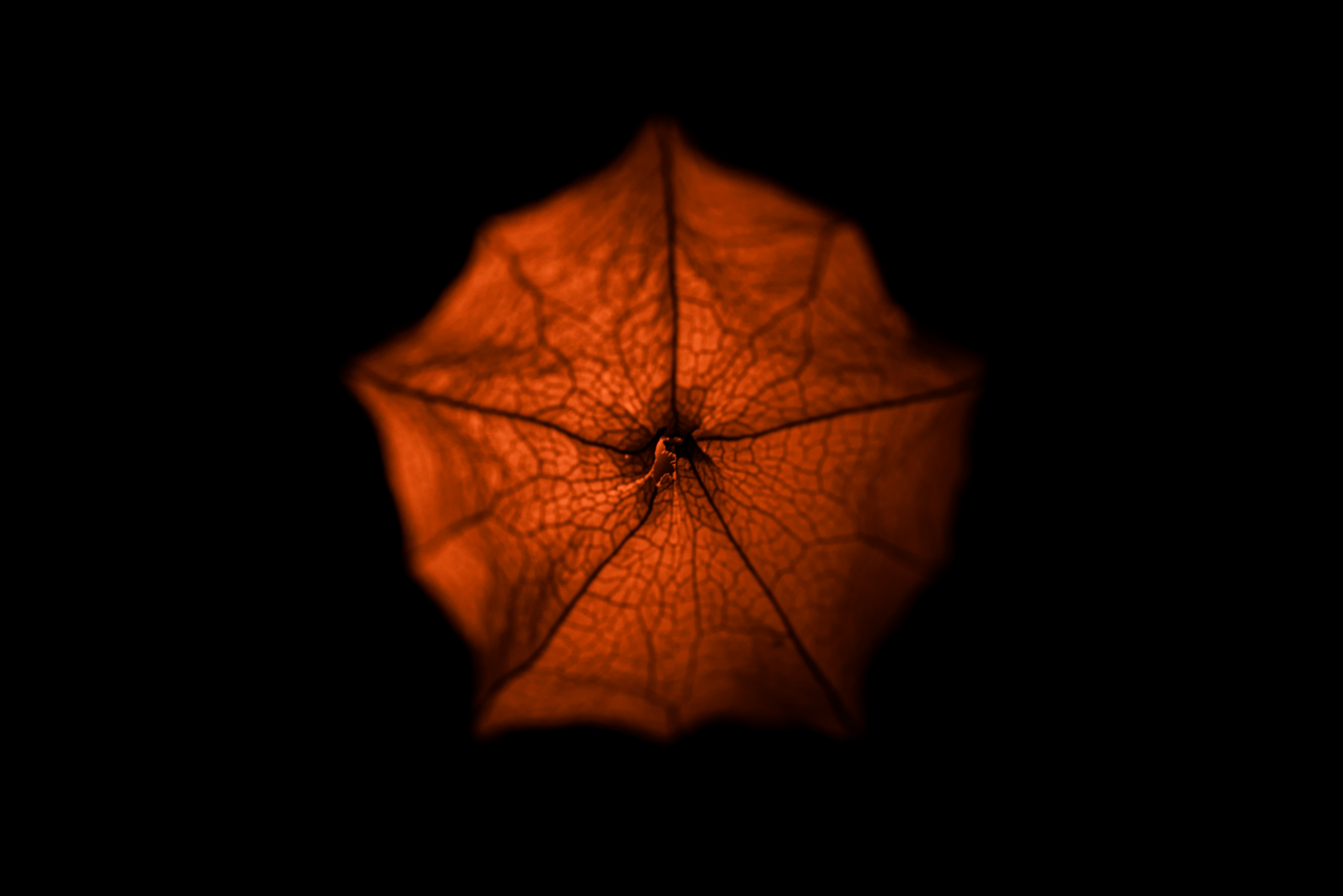 Illuminated Veins of Nature