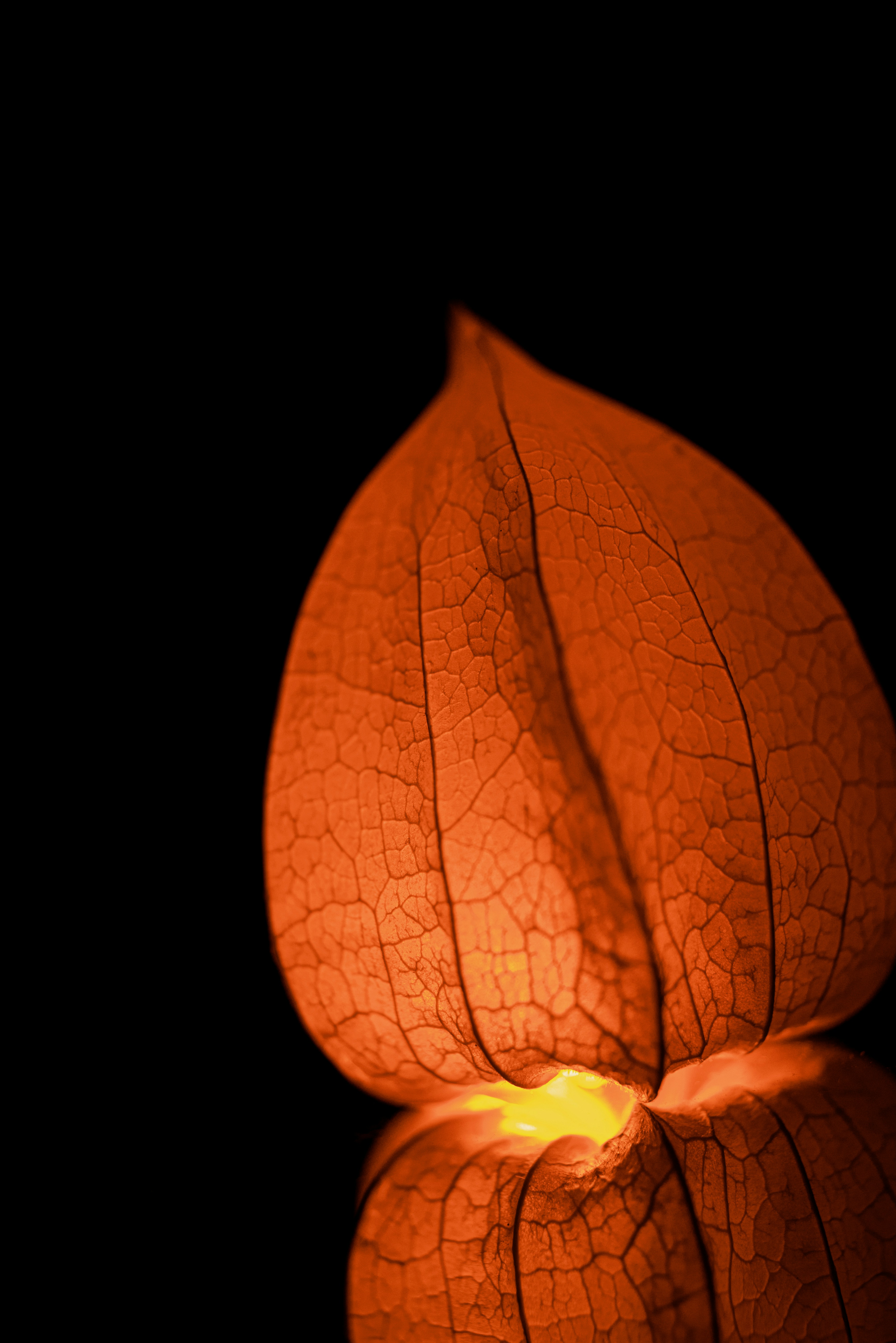 Ember Veins: Backlit Orange Leaf Against Velvet Black