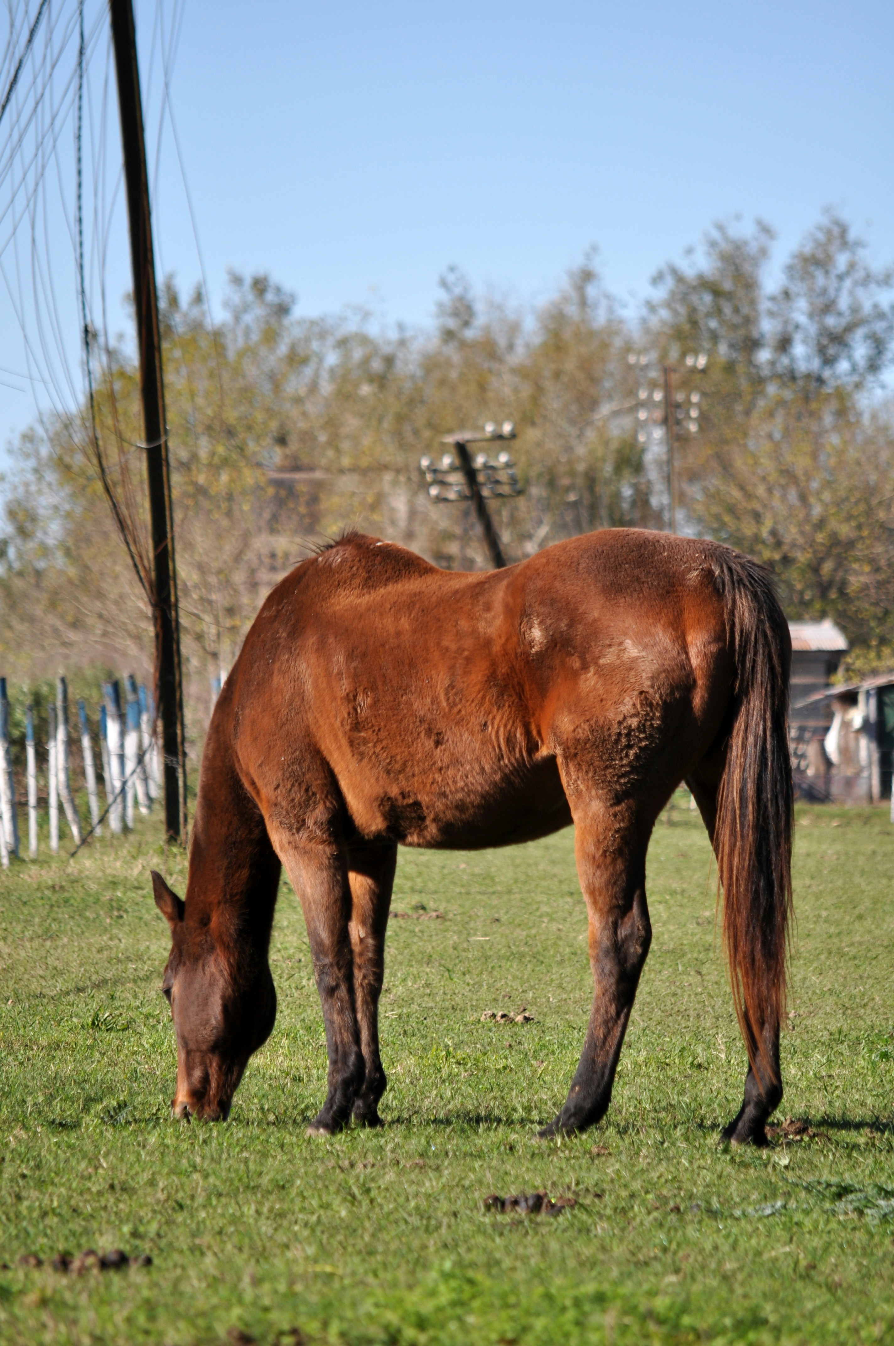 Grazing Chestnut Amid Rural Fences and Power Lines