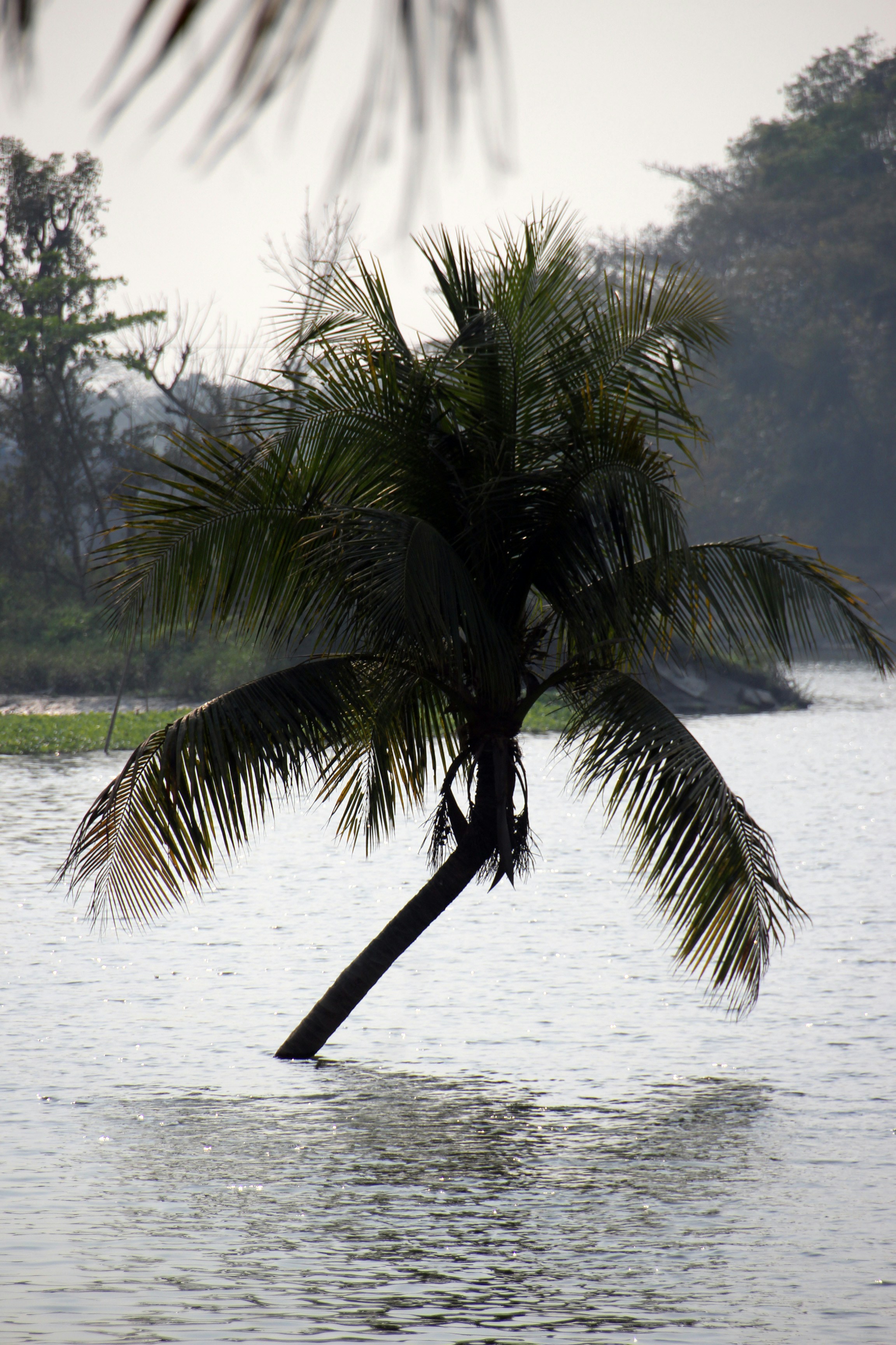 A palm tree stands in the water. photo – Free Sea Image on Unsplash