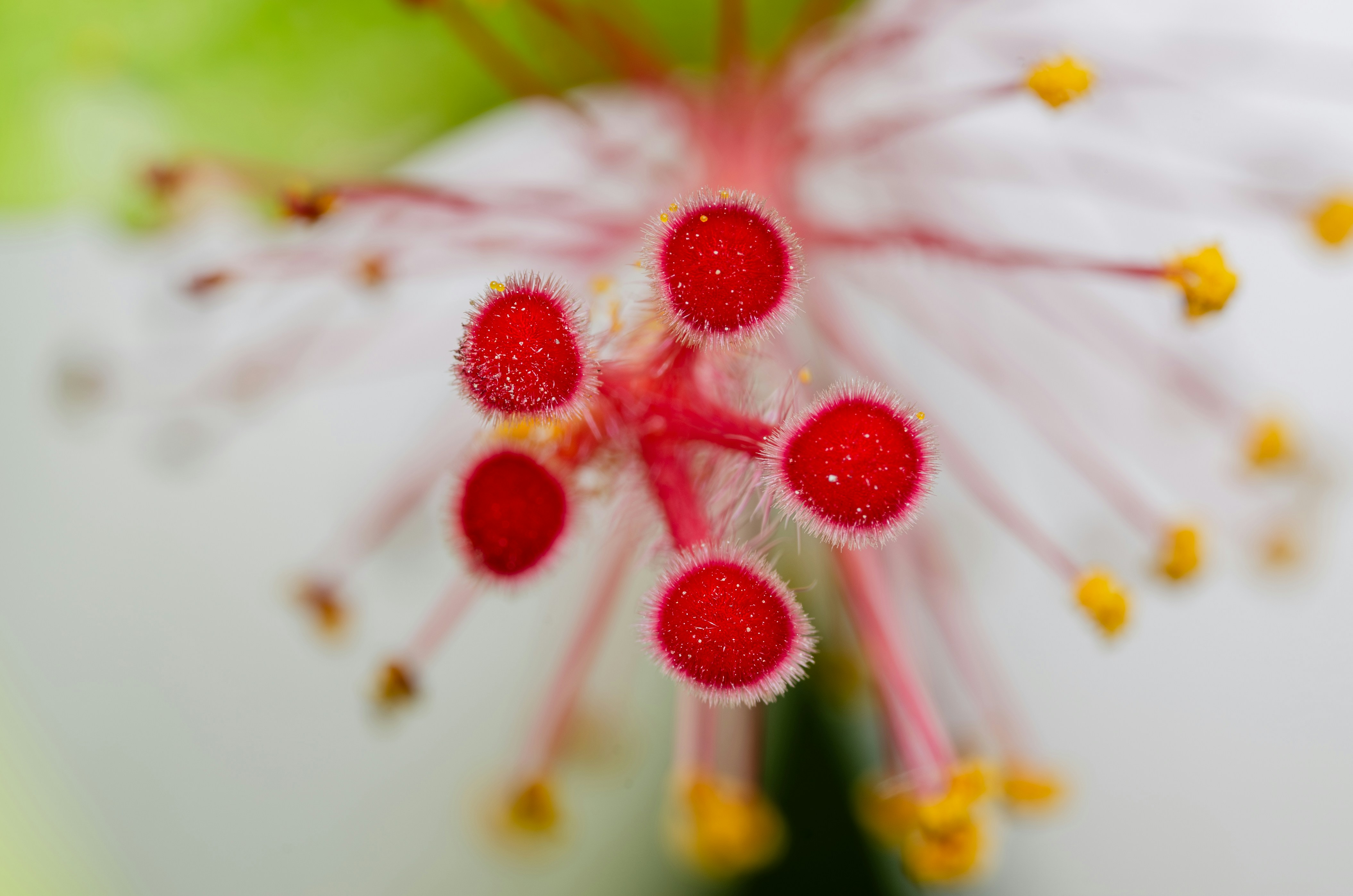 Red Velvet Orbs: A Soft Macro of Bloom's Central Stamen Cluster