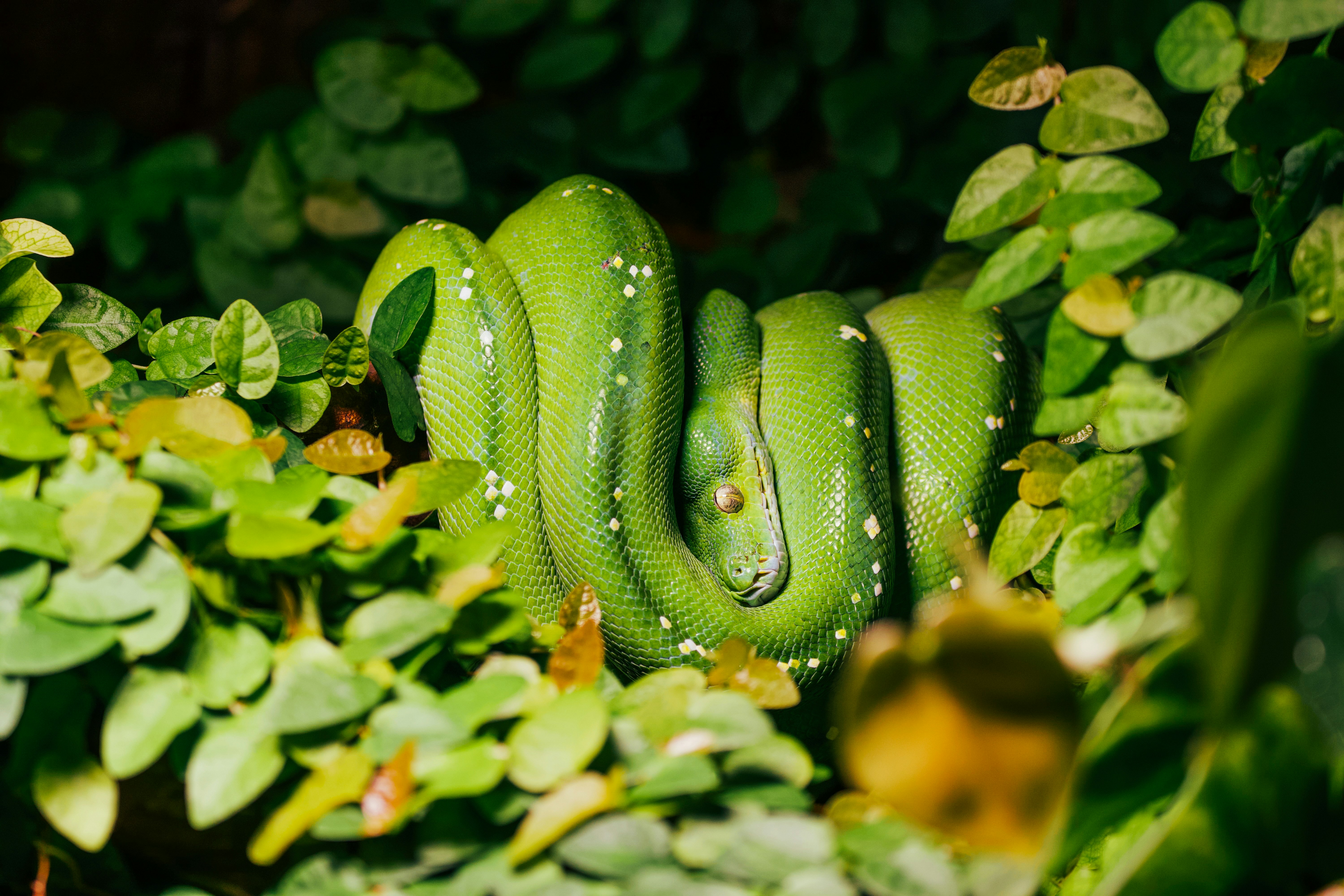 Emerald Pit Viper in Dappled Sunlit Understory