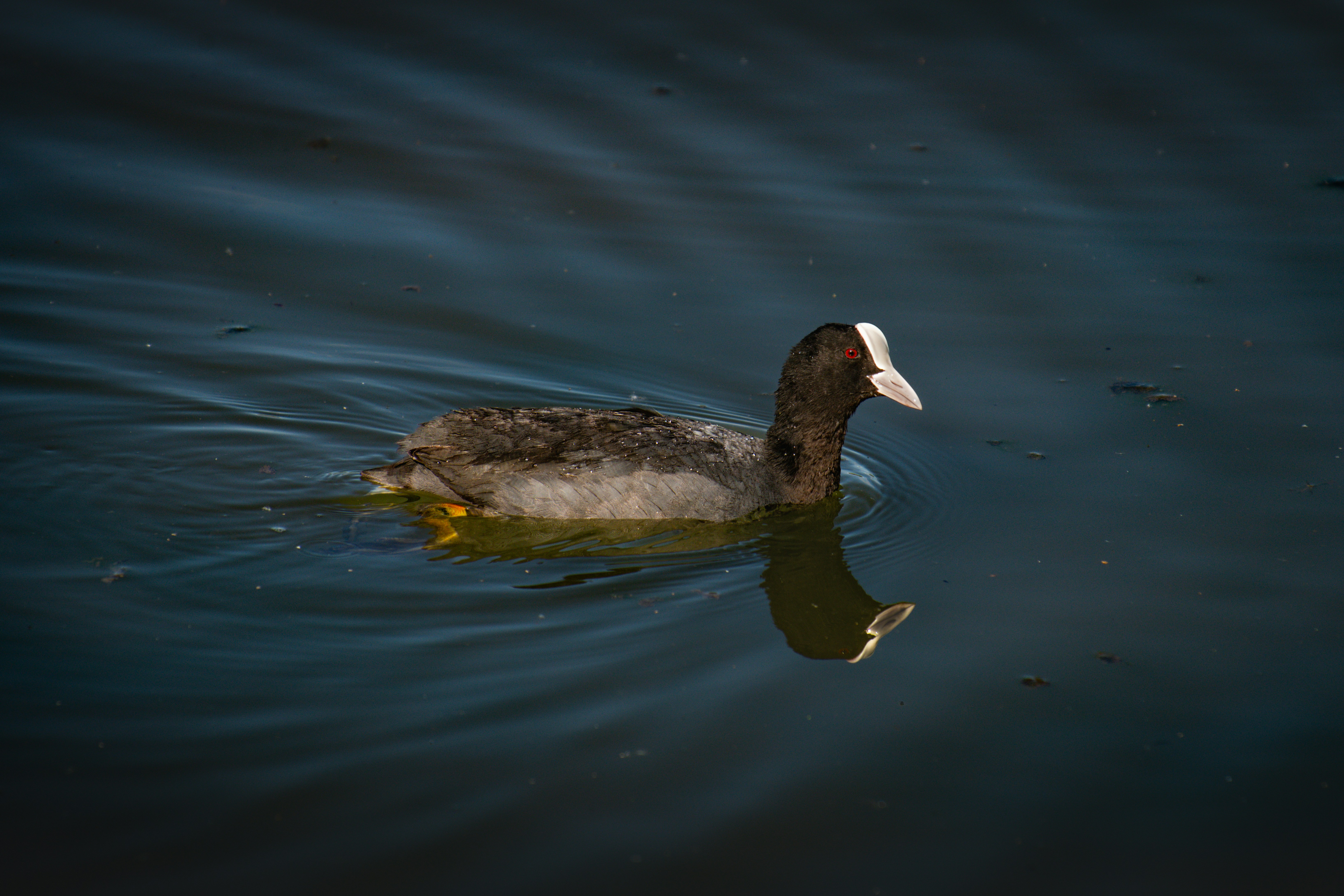 Photo by Vitalii Onyshchuk with Nikon D850