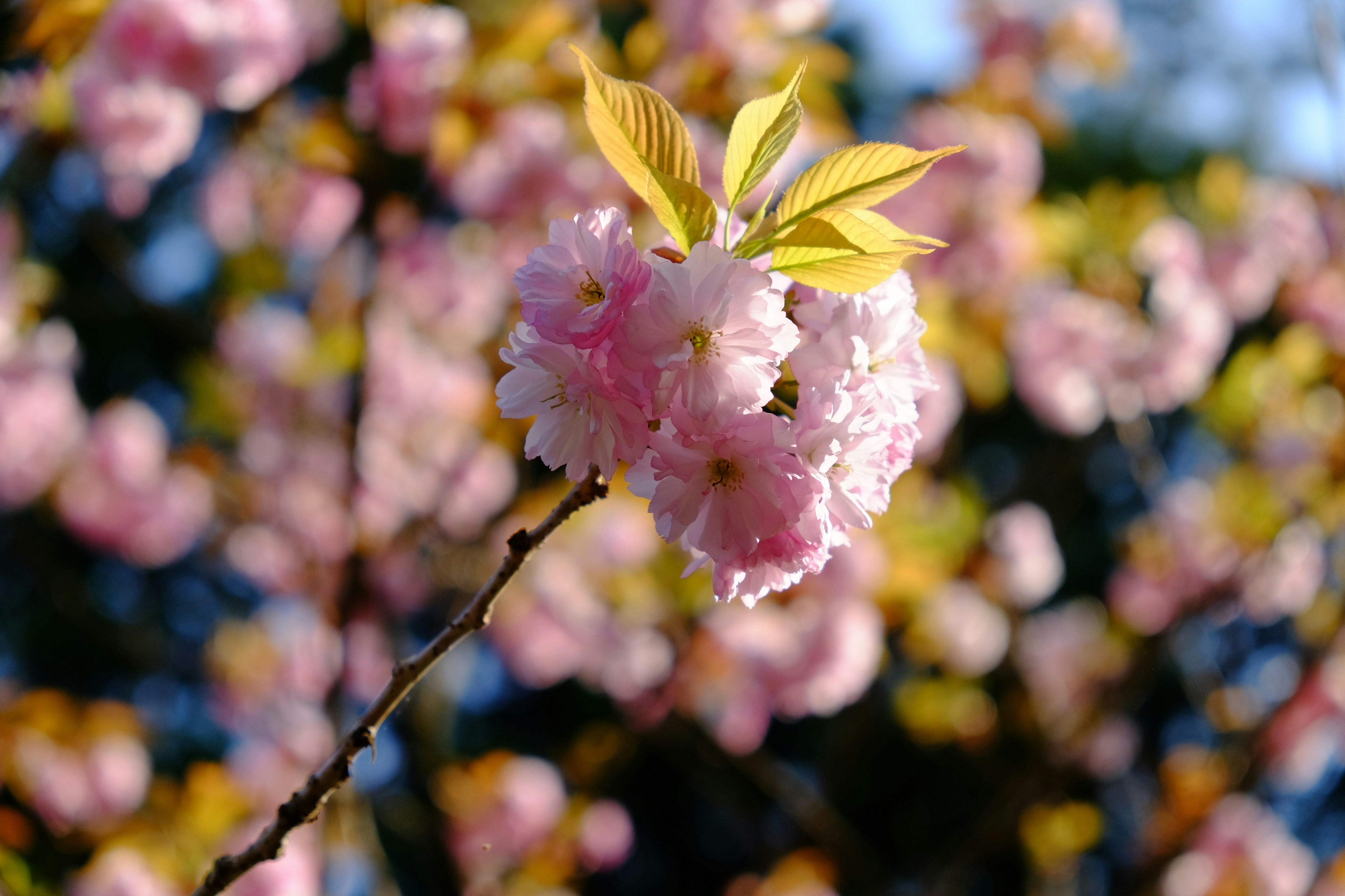 Photo by Dario Bertolino with Fujifilm X-T1