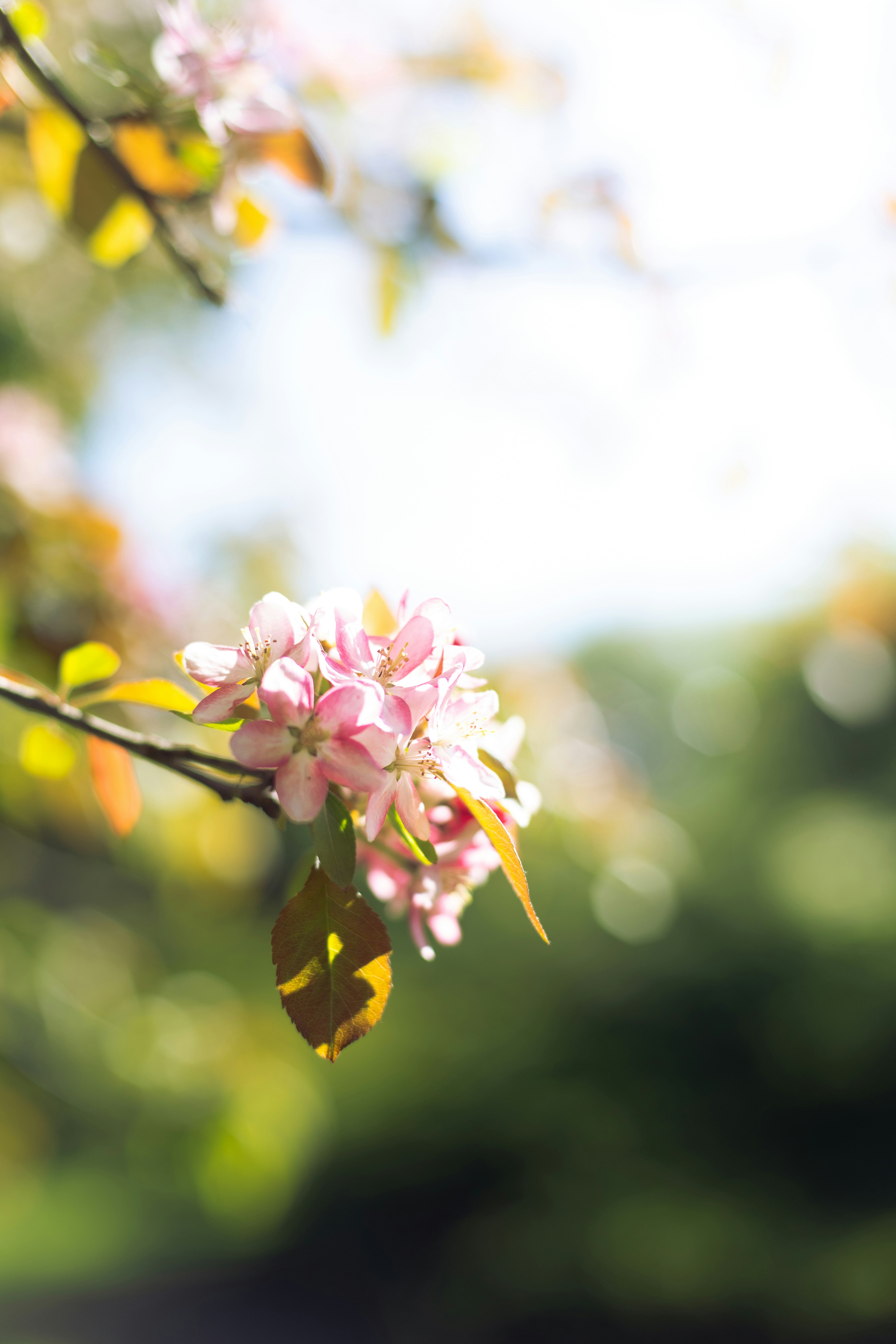 Petals in Focus on a Sunlit Pink Blossom