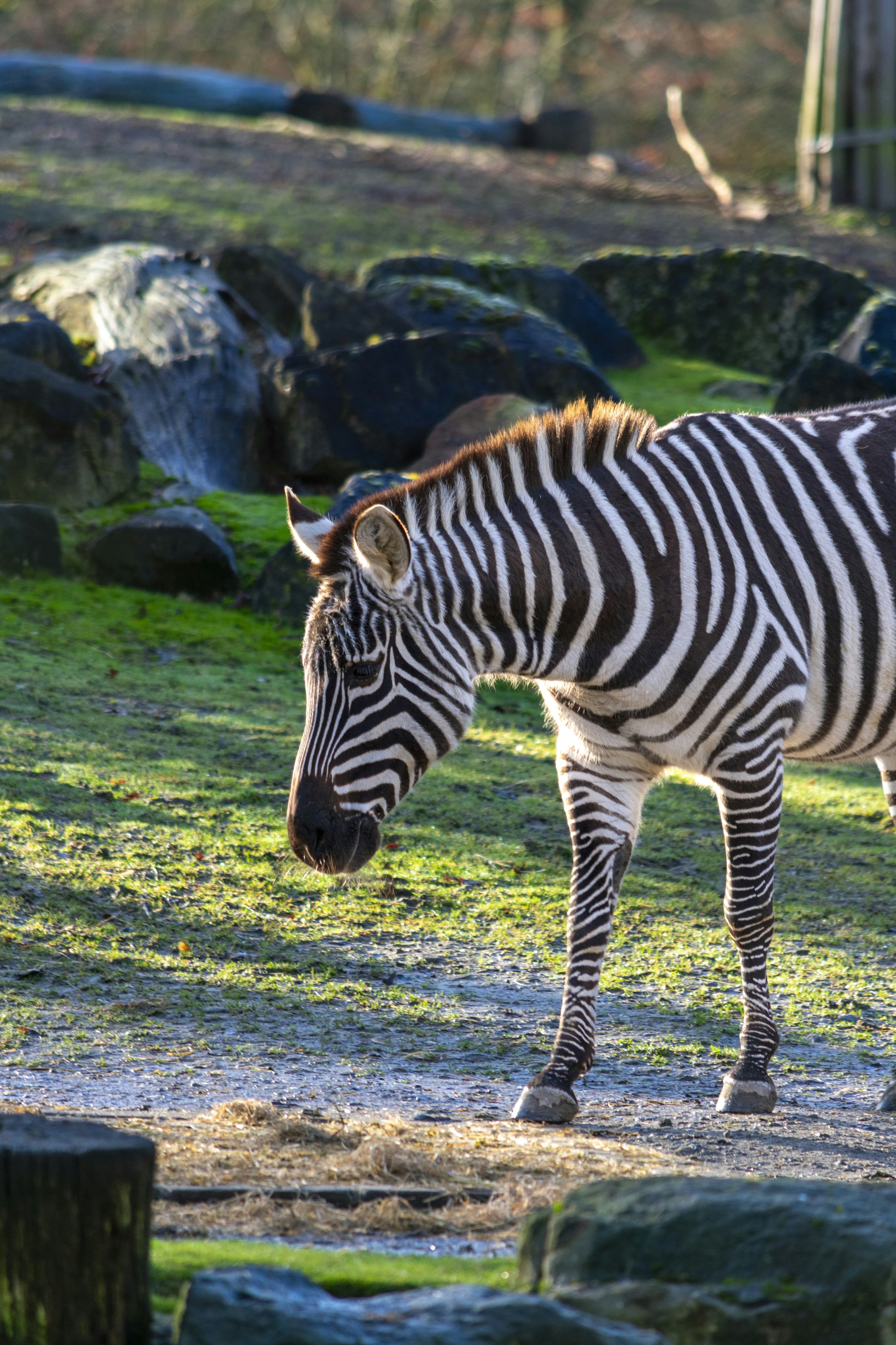 Grazing Zebra Under Warm Sunlight Among Mossy Rocks