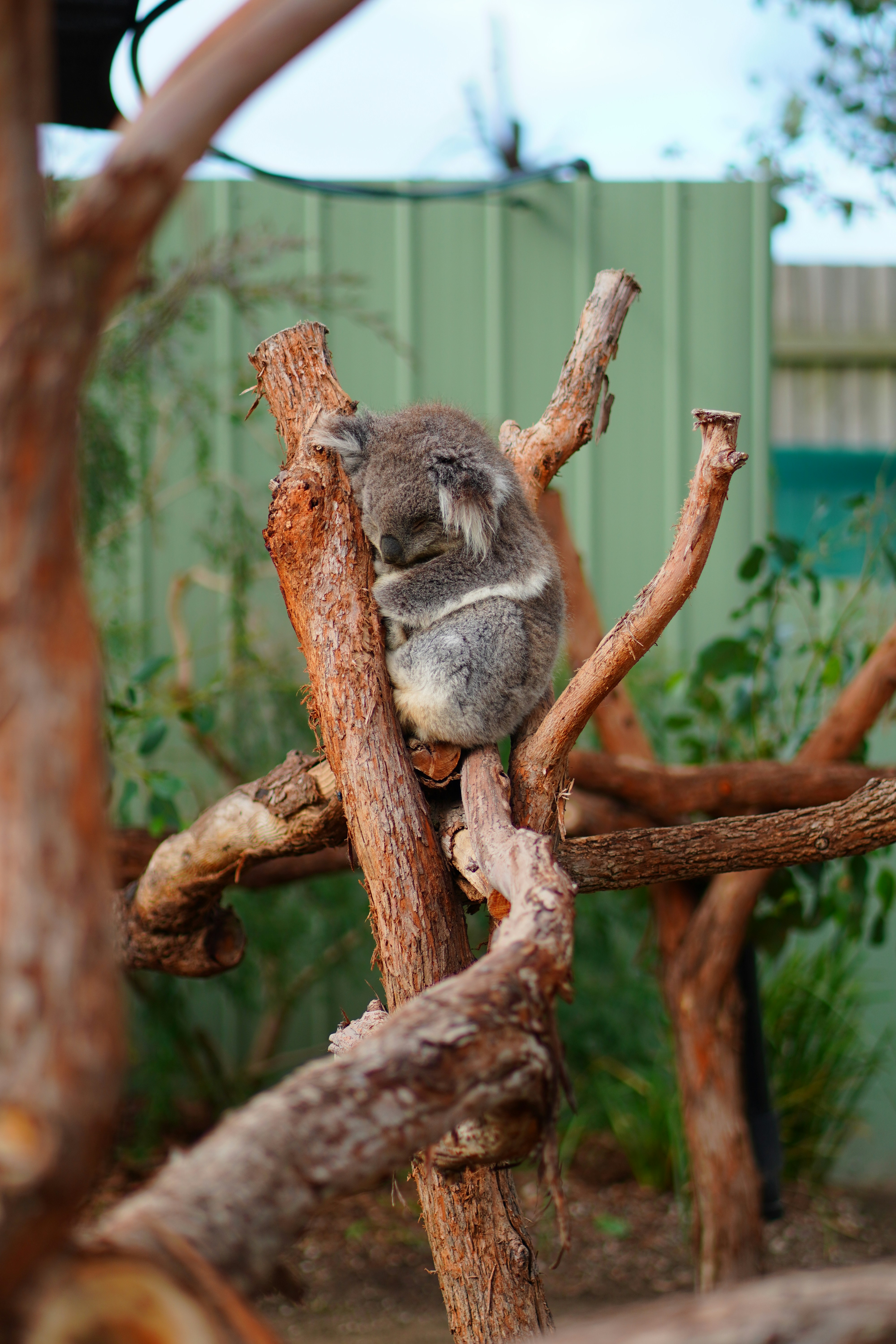 Koala Nook: a sleepy climber perched on weathered branches