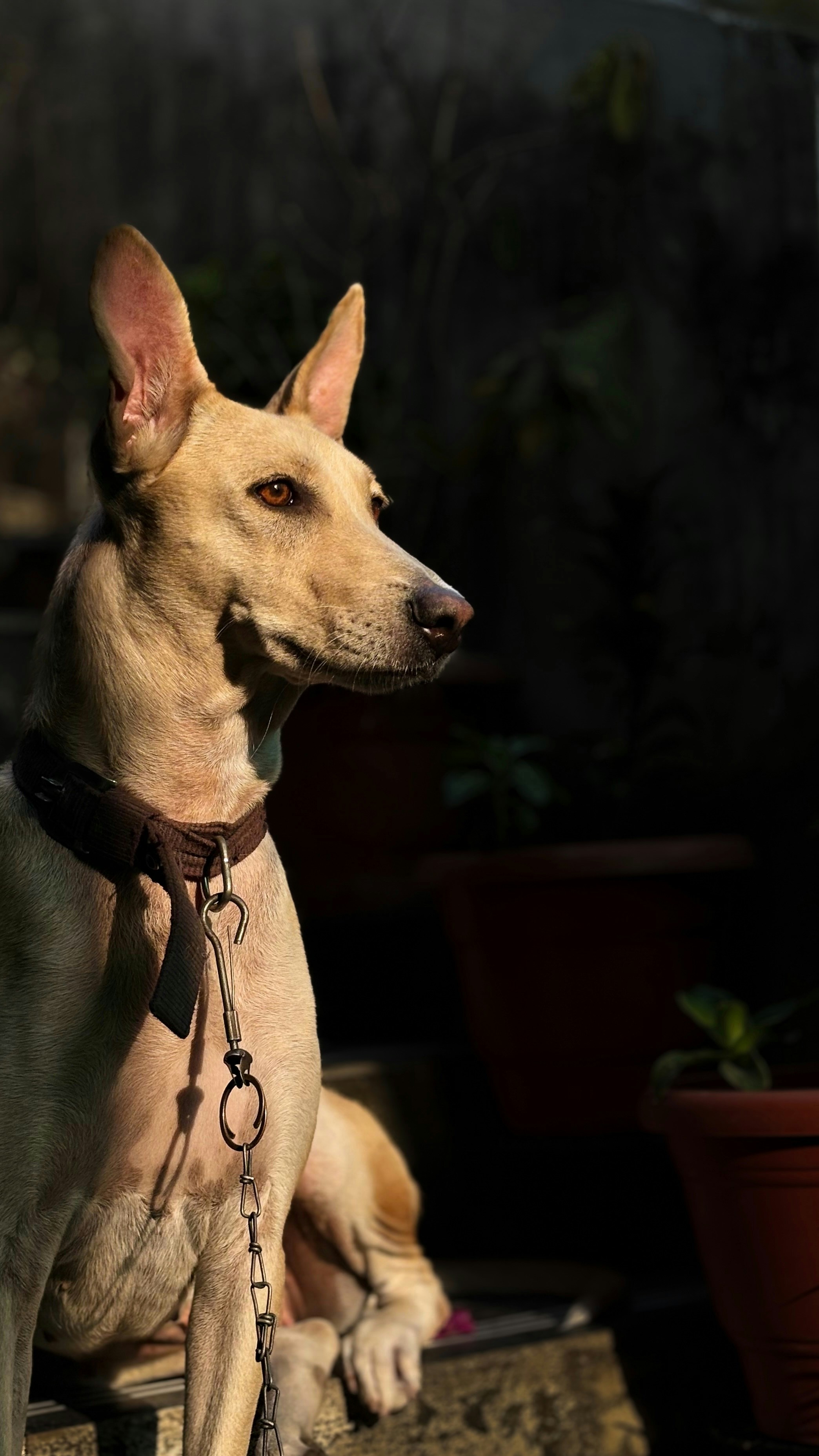 Sunlit Sentinel: A Hound in Dappled Shade