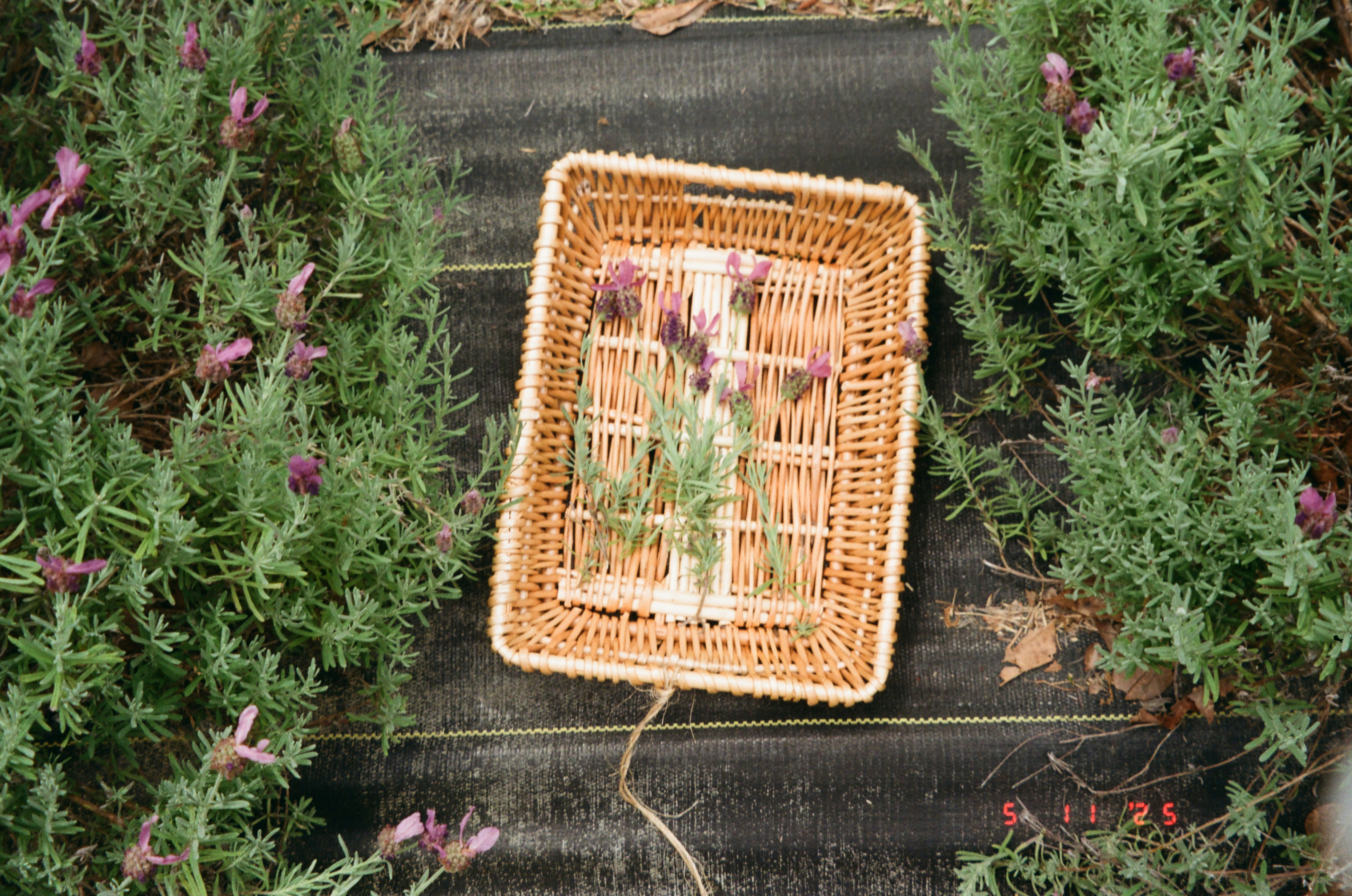 Los tallos de lavanda están en una cesta sobre una cama de jardín. foto ...