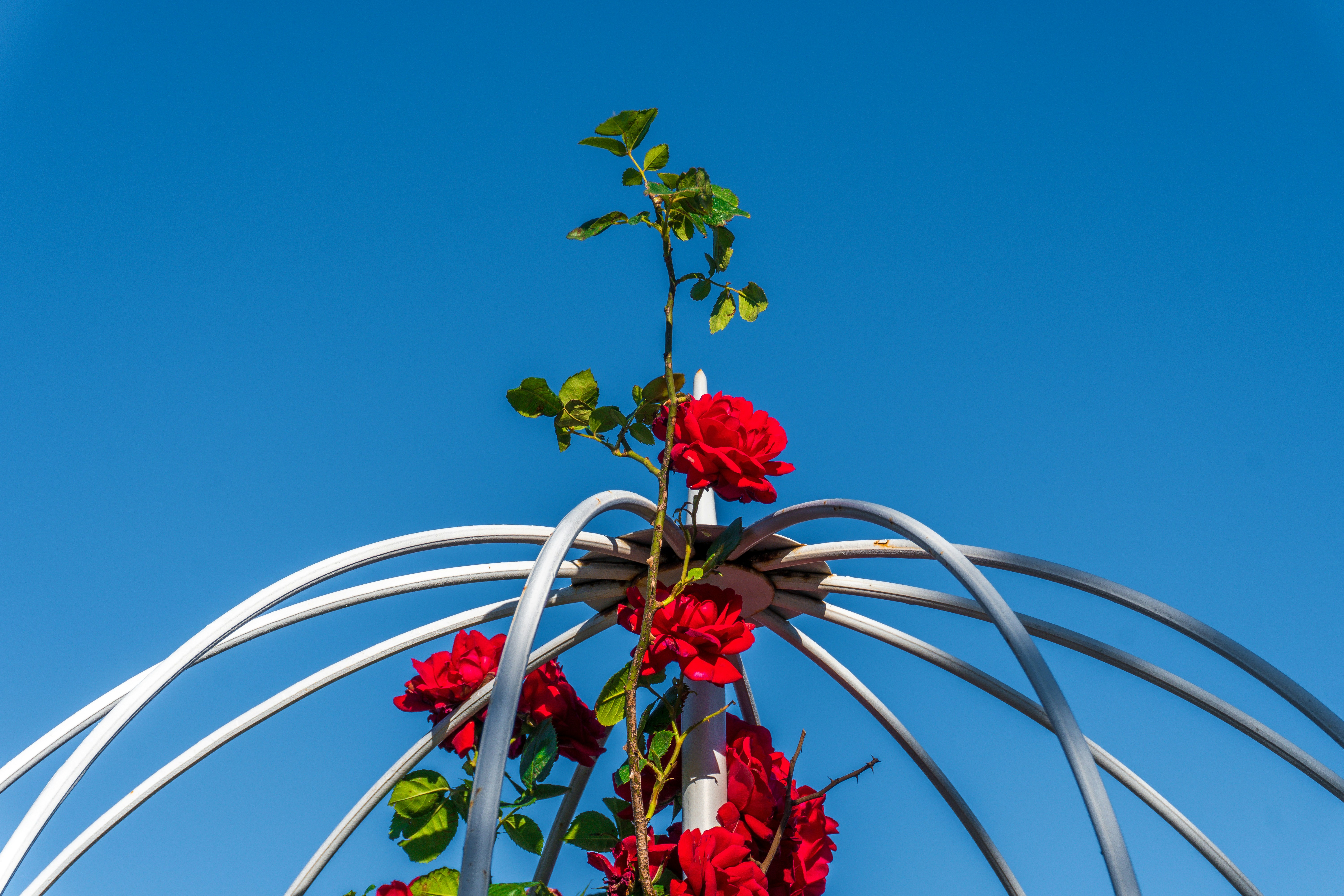 Crimson Roses Ascend the Steel Canopy Under a Cobalt Sky
