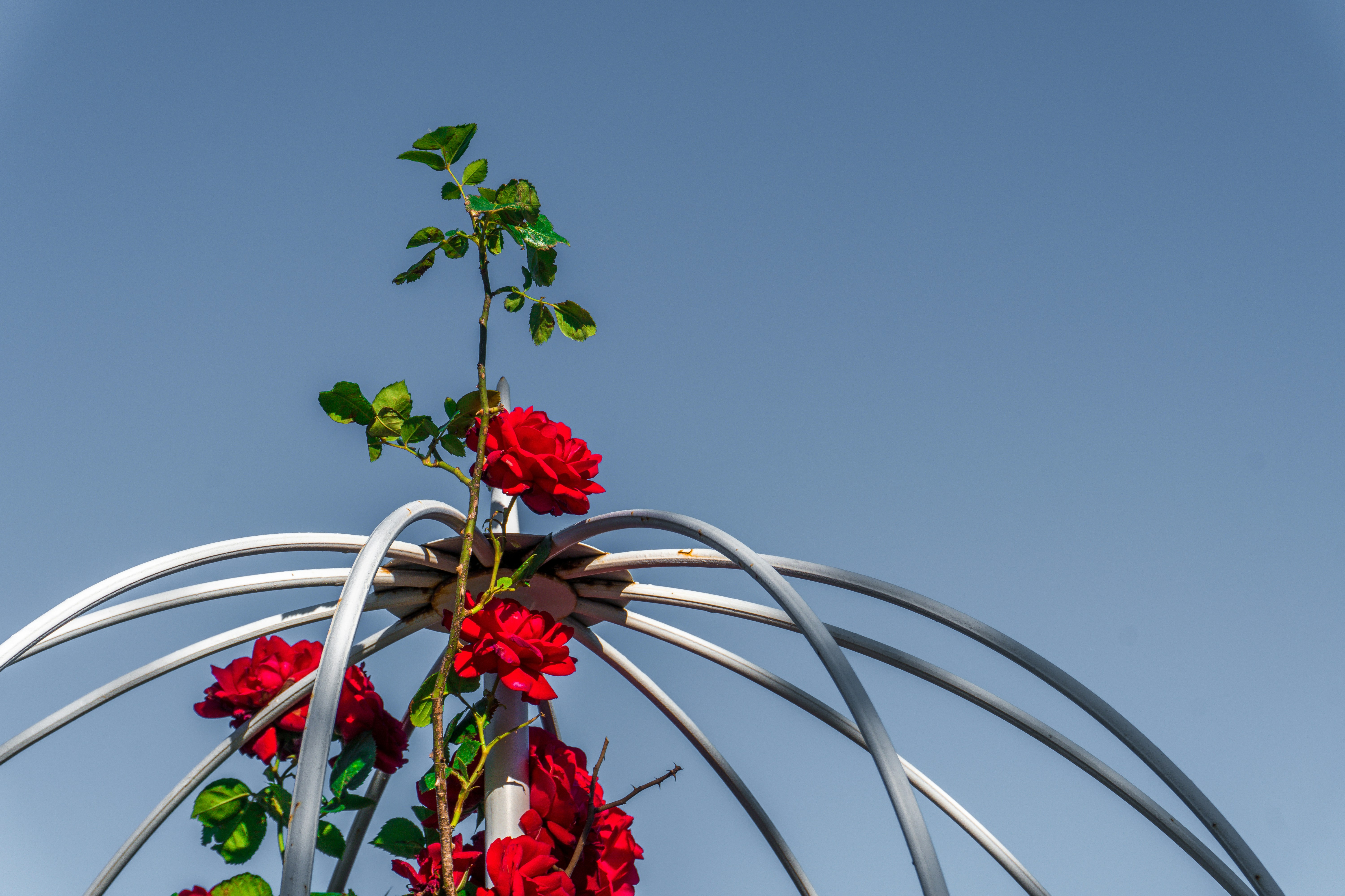 Vibrant red roses entwined around a metal structure against a clear blue sky.