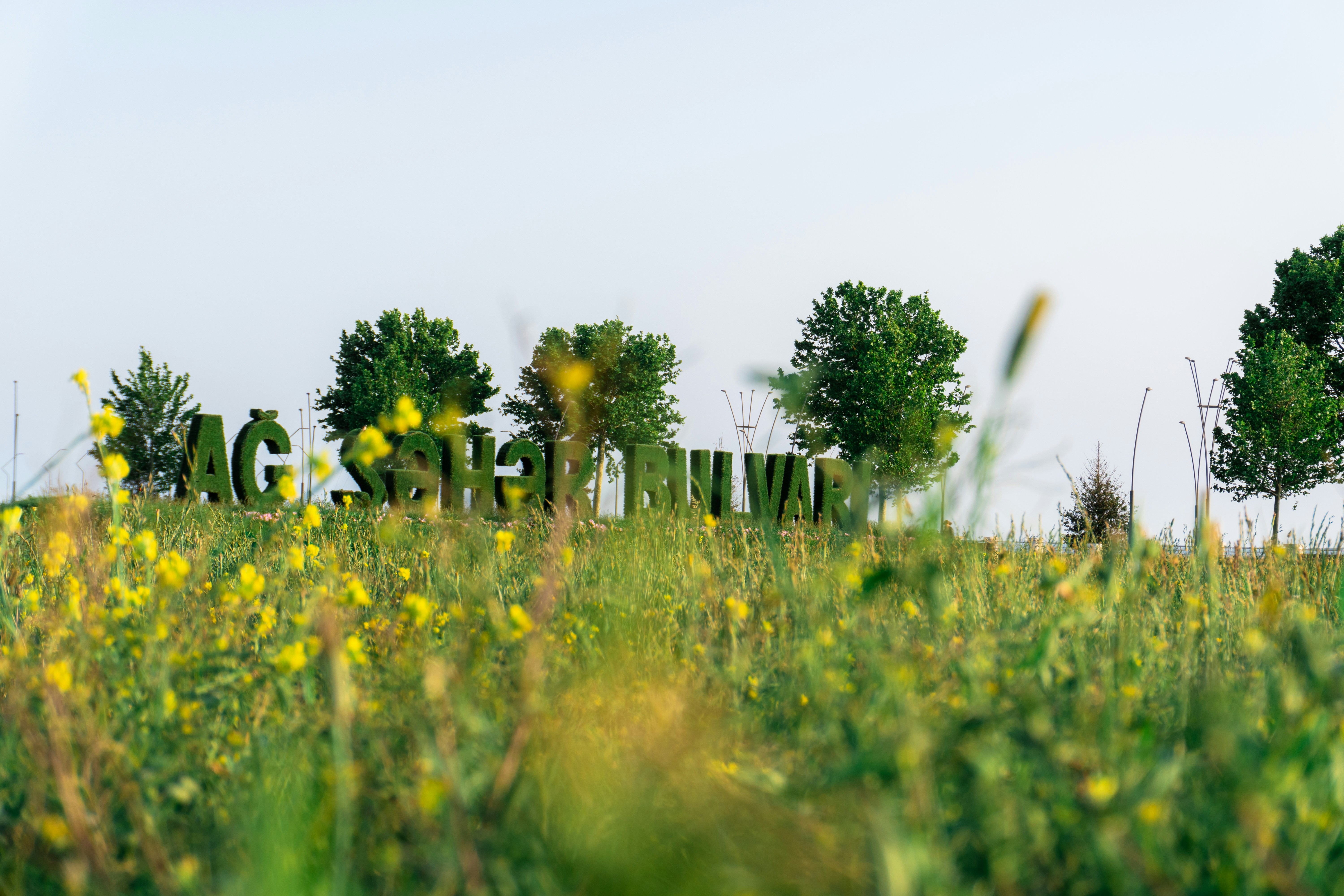 Distant Alphabet in a Canola Sea