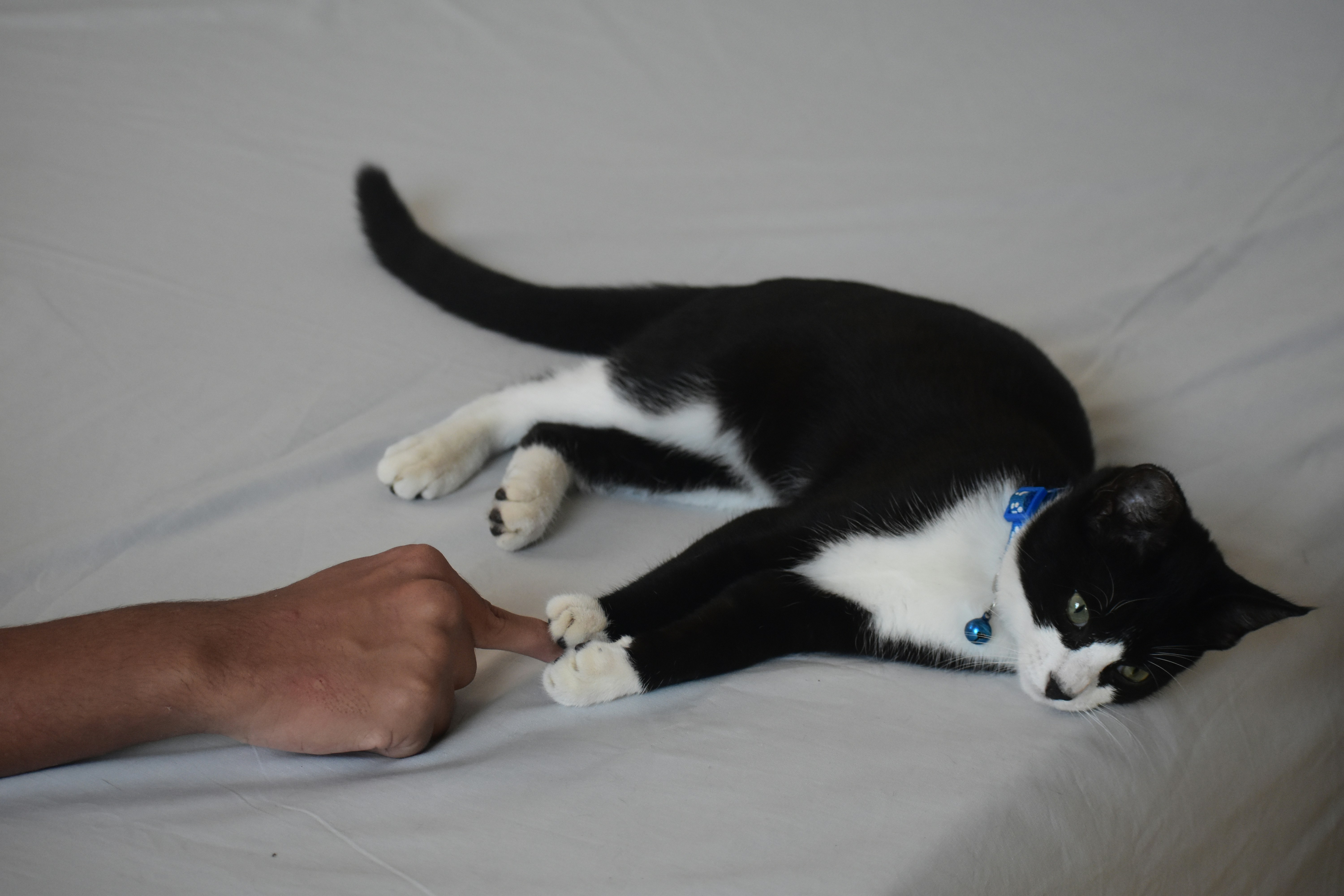 Paw-Point: A Calm Cat Reaches Toward a Gentle Finger on a Linen Bed