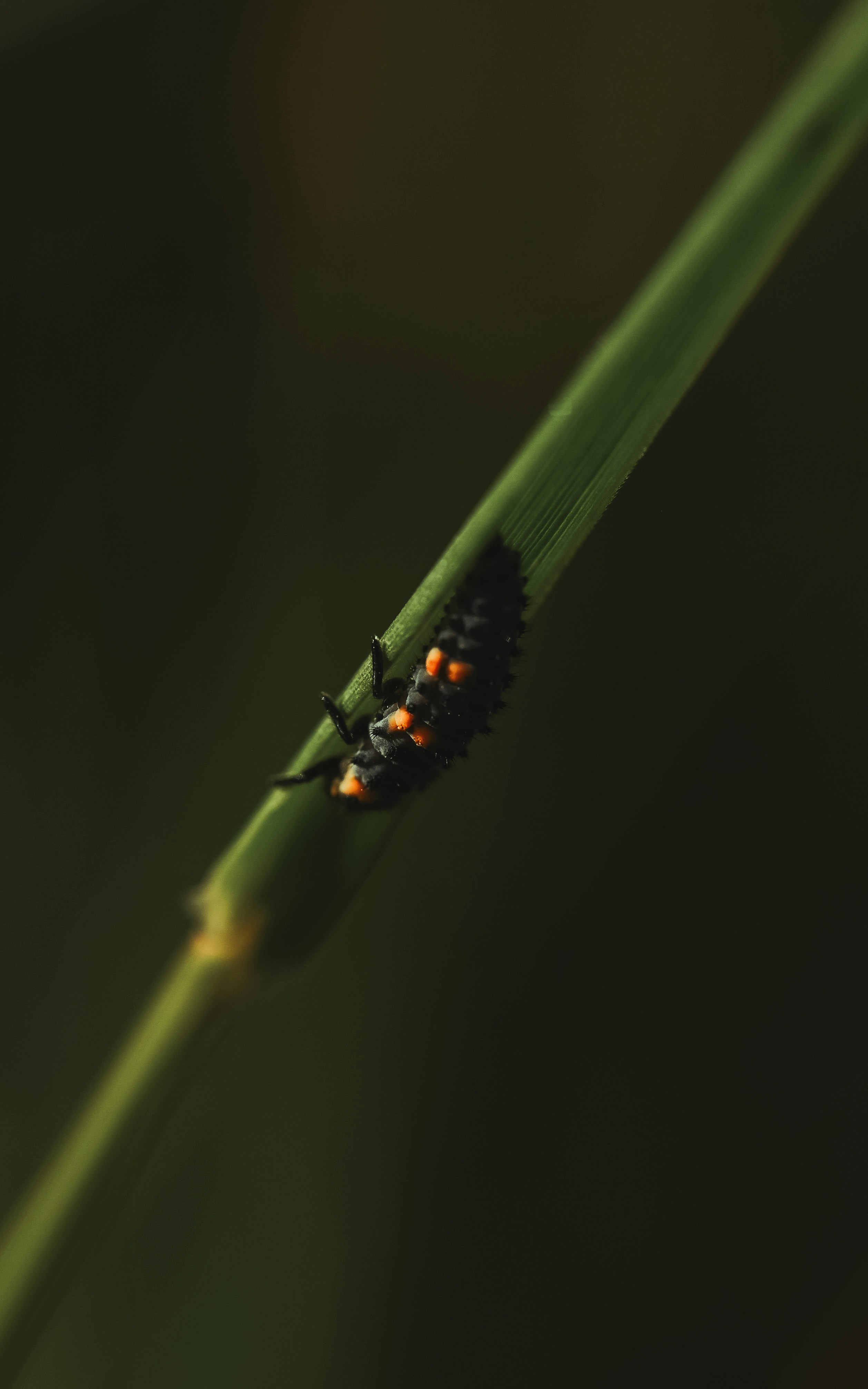 Photo by Nik with Nikon Z6