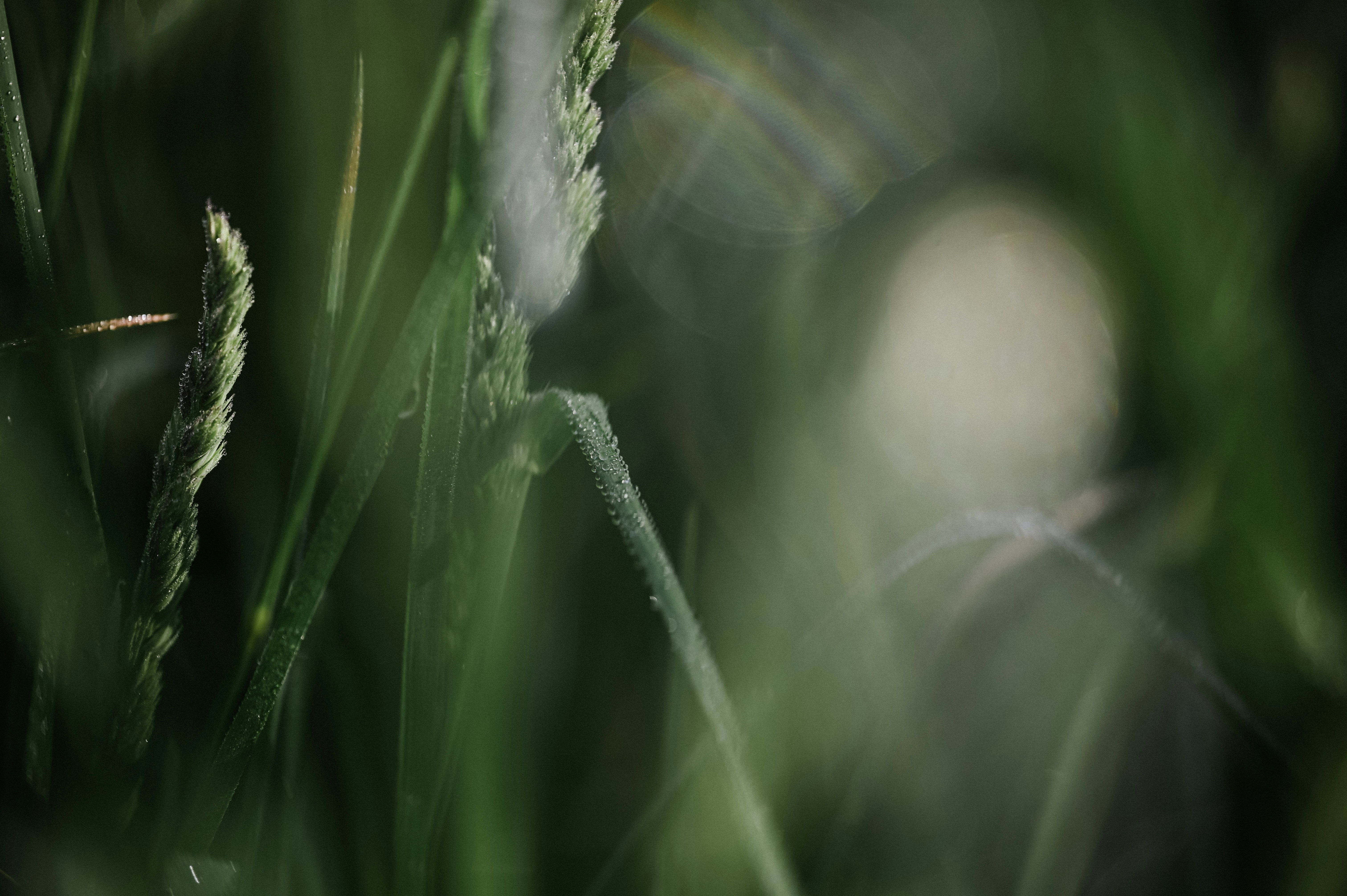 Delicate blades of grass glistening with dew in a softly blurred meadow setting.