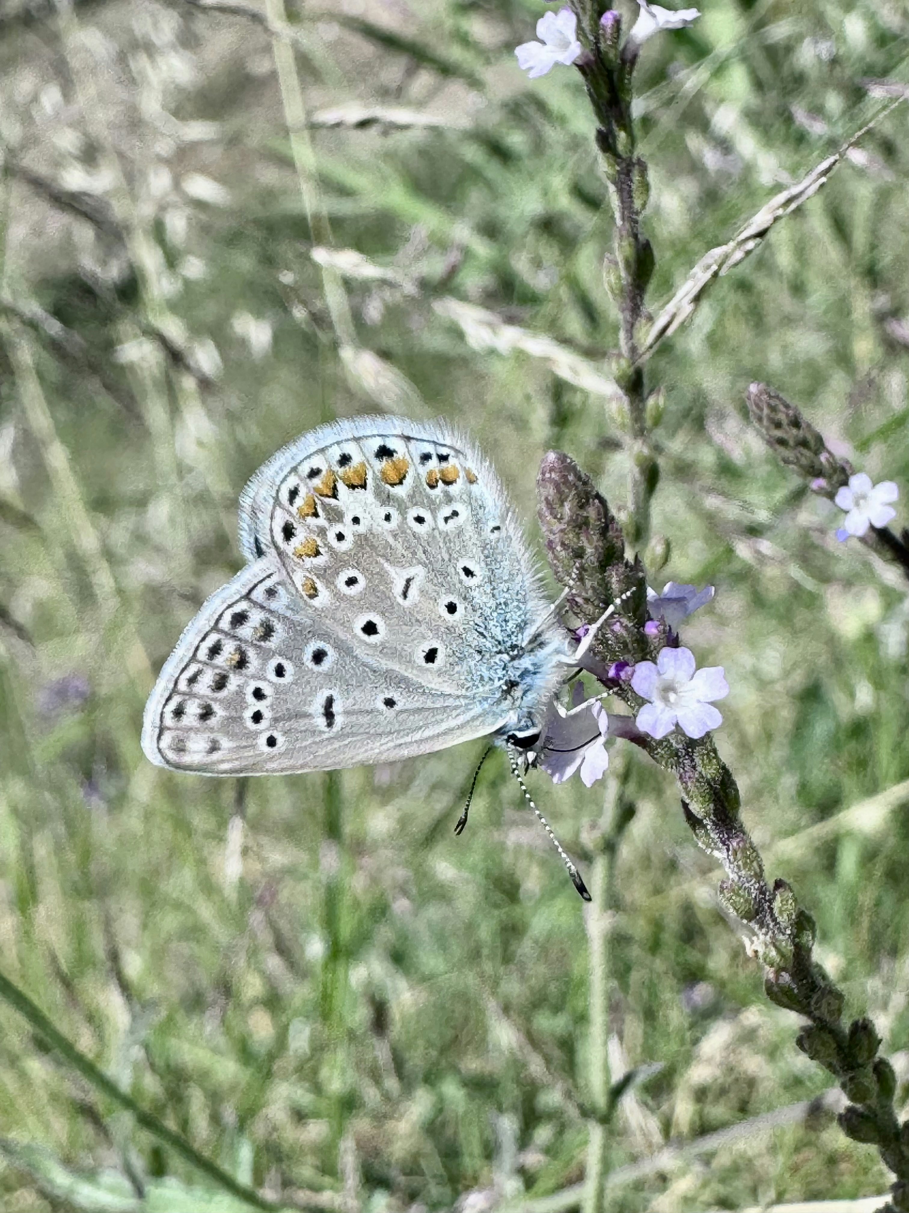 Azure Polished: a Adorned Butterfly on Lavender Stem