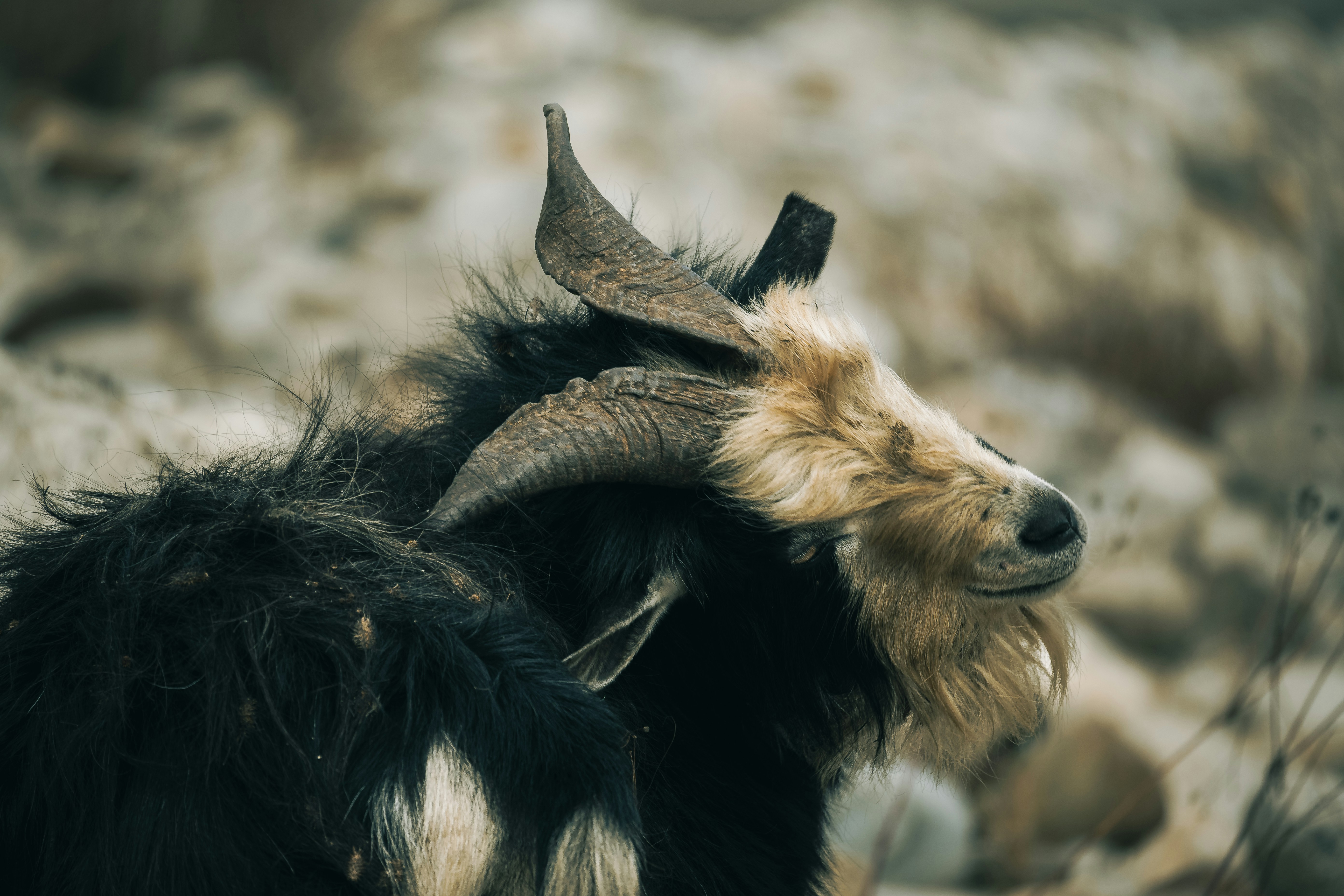 Photo by Faheem Ahmed with Nikon Z50