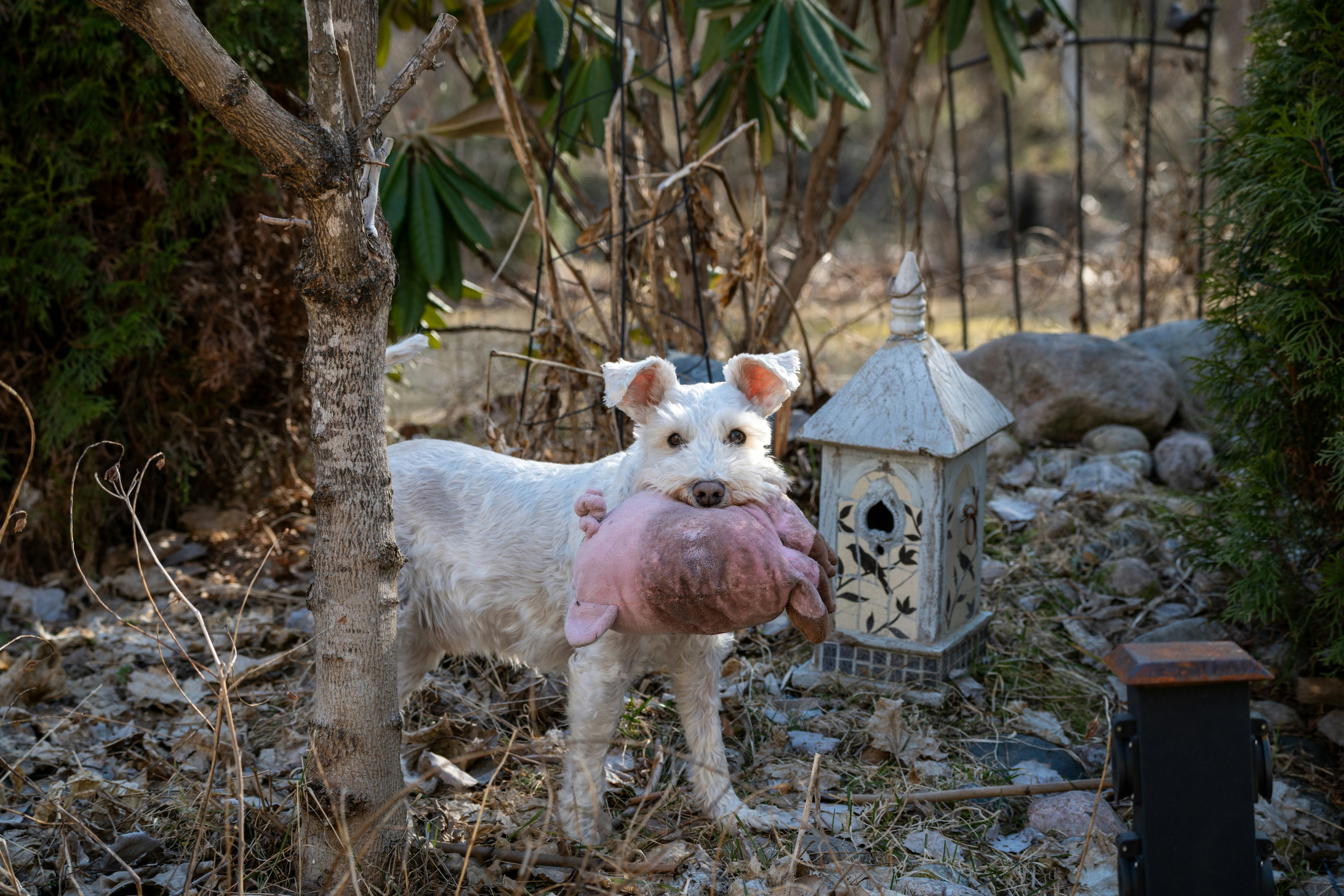 Playful Pup with a Plush Treasure