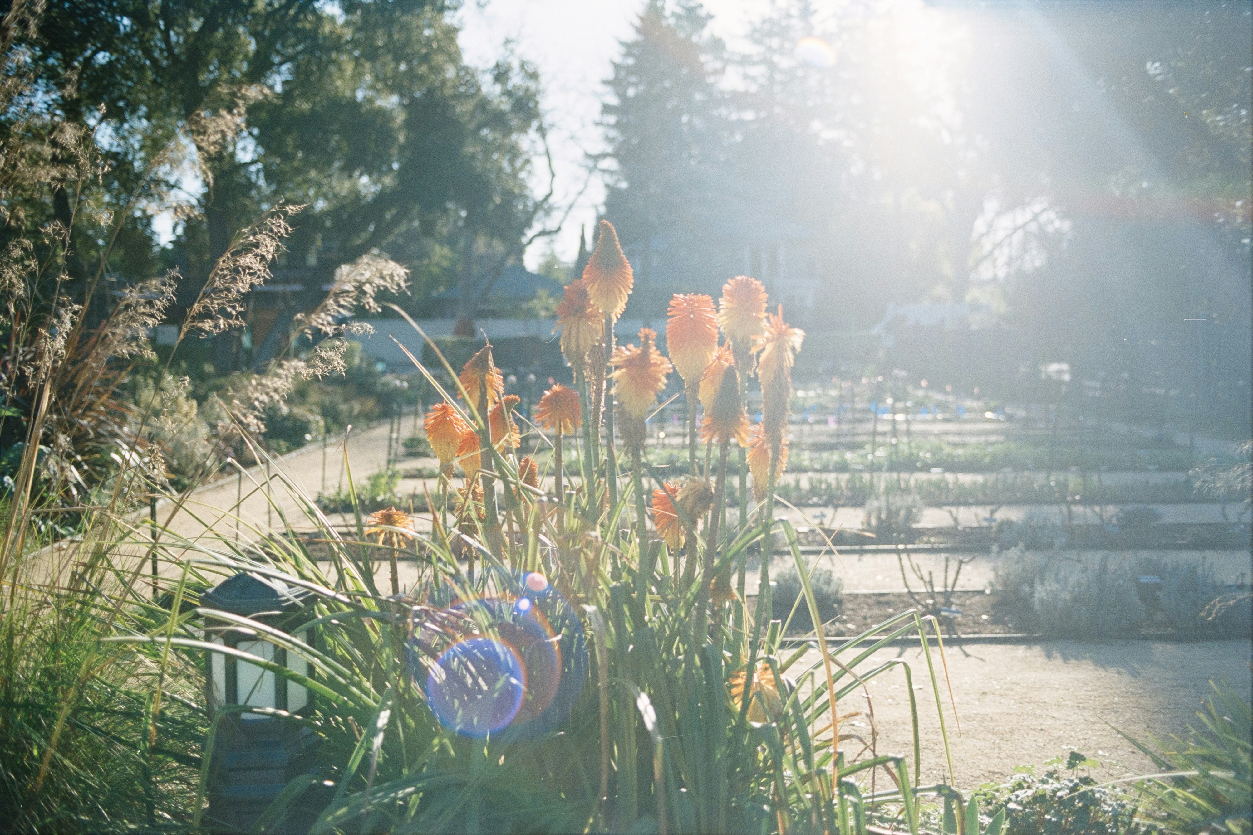 Sunlit Iris Bed with Lens Flare in a Tranquil Park