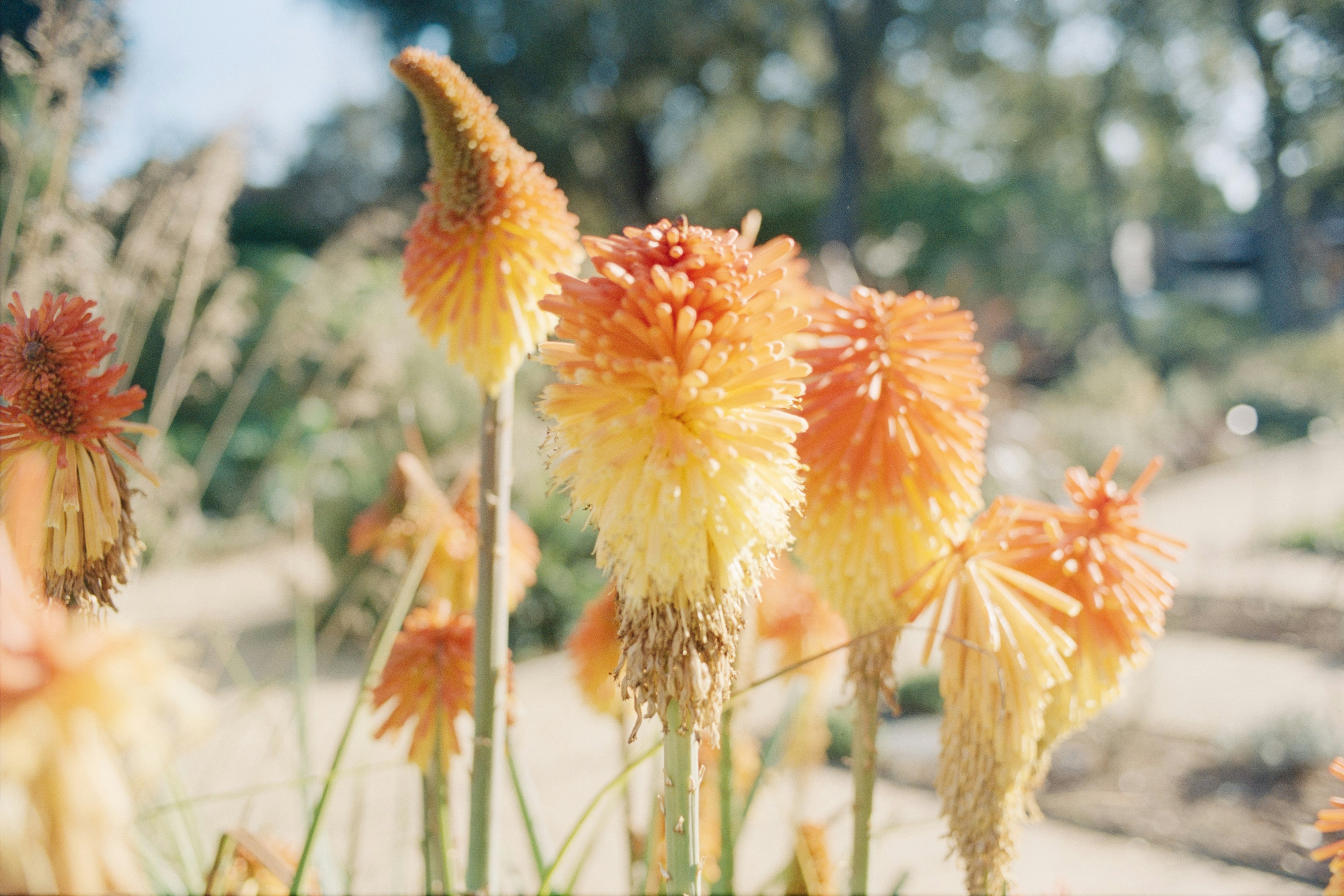 Bright orange and yellow flowers bloom in a garden. photo – Free Flower ...