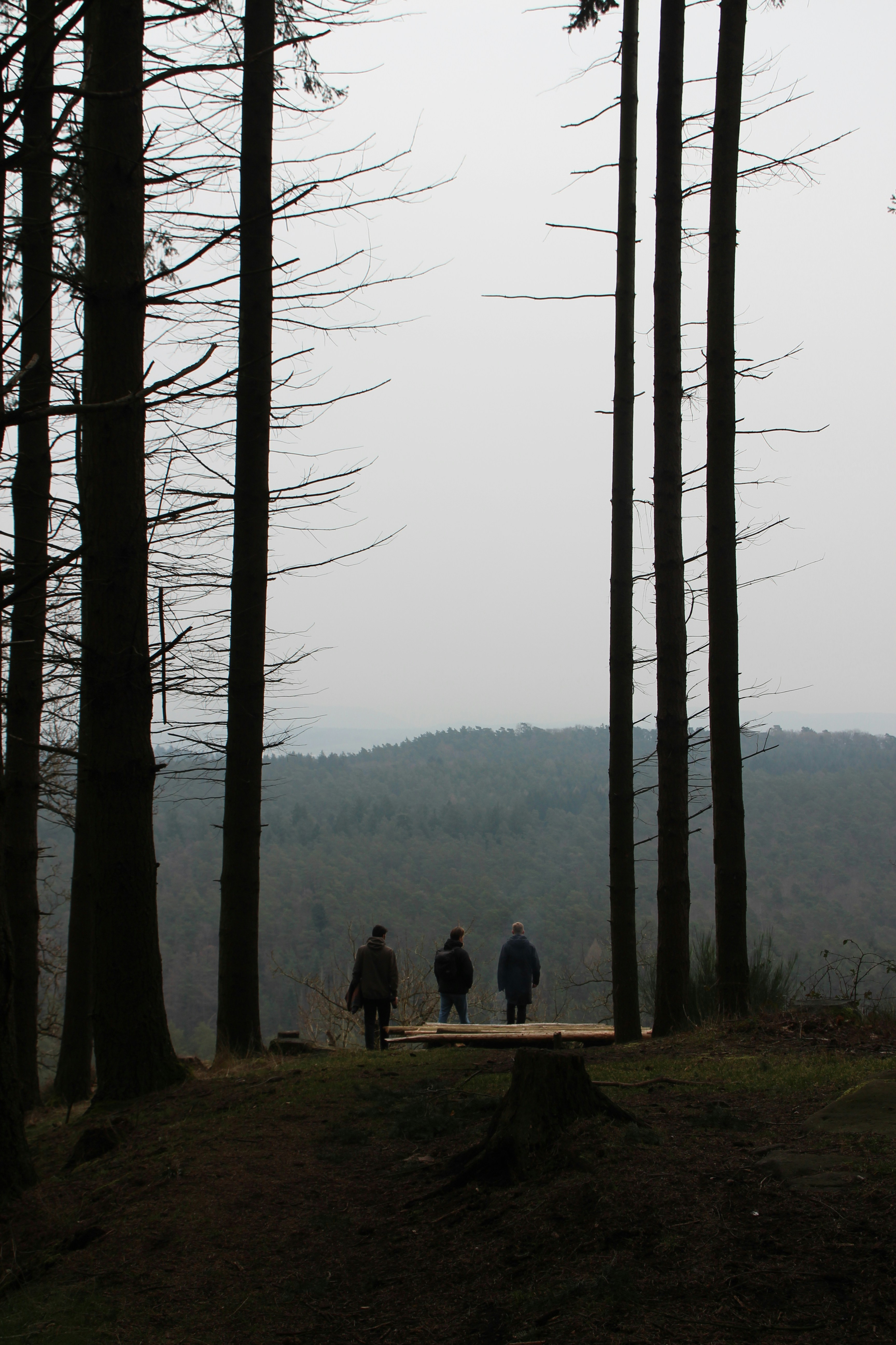 Three people look out over a forest view. photo – Free Forest Image on ...