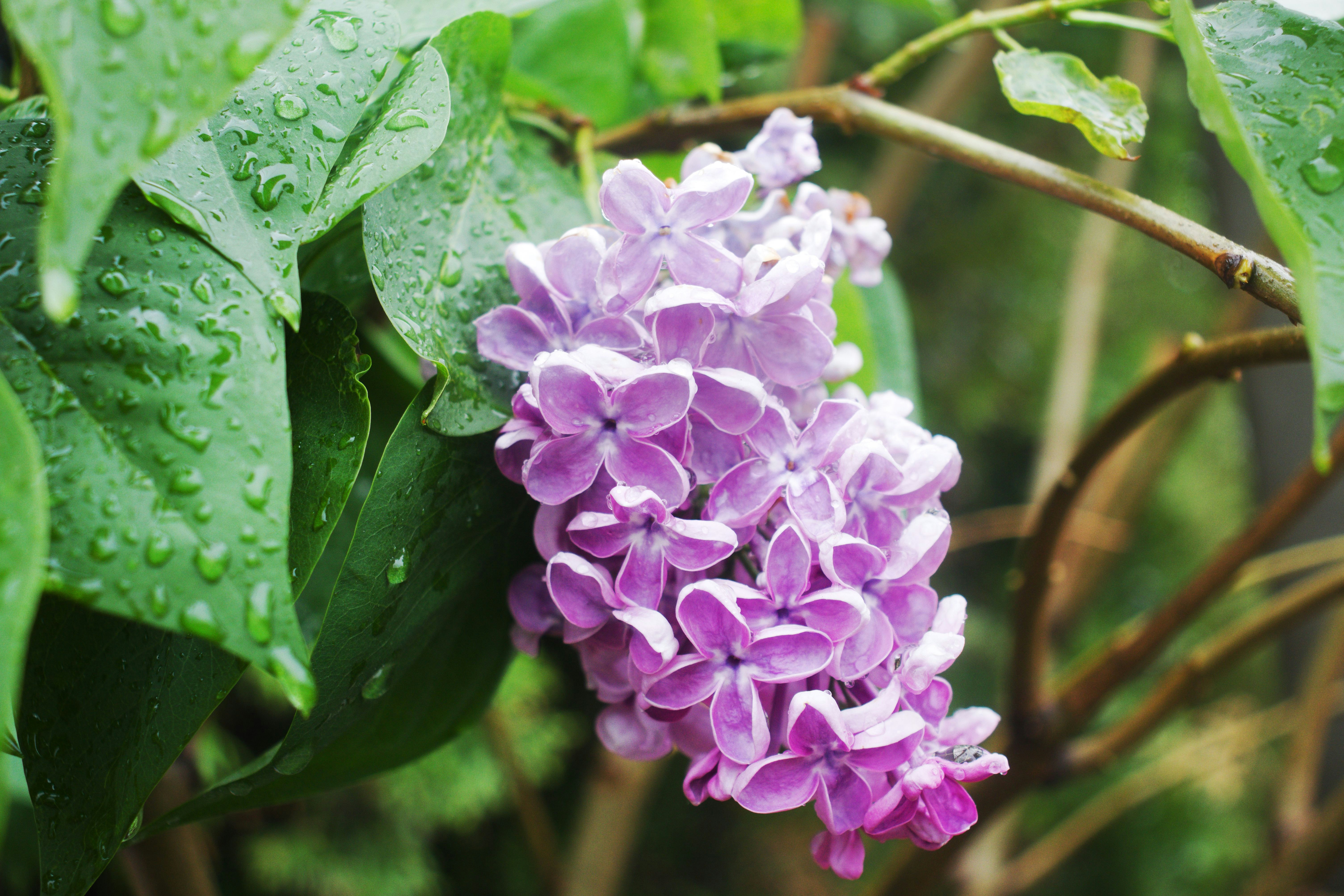 Cluster of lilac flowers adorned with raindrops against lush green leaves.