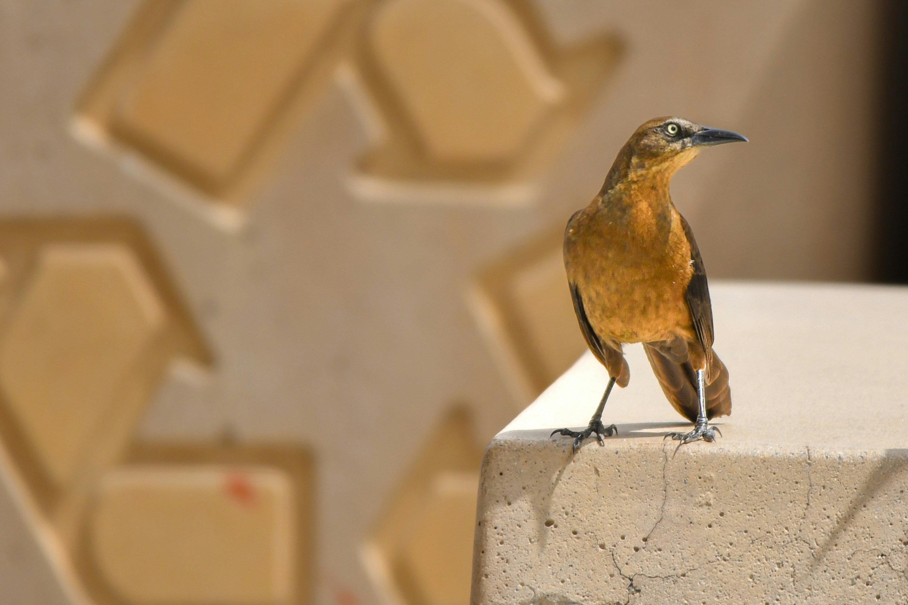 A brown bird perches on a concrete structure. photo – Free Animal Image ...